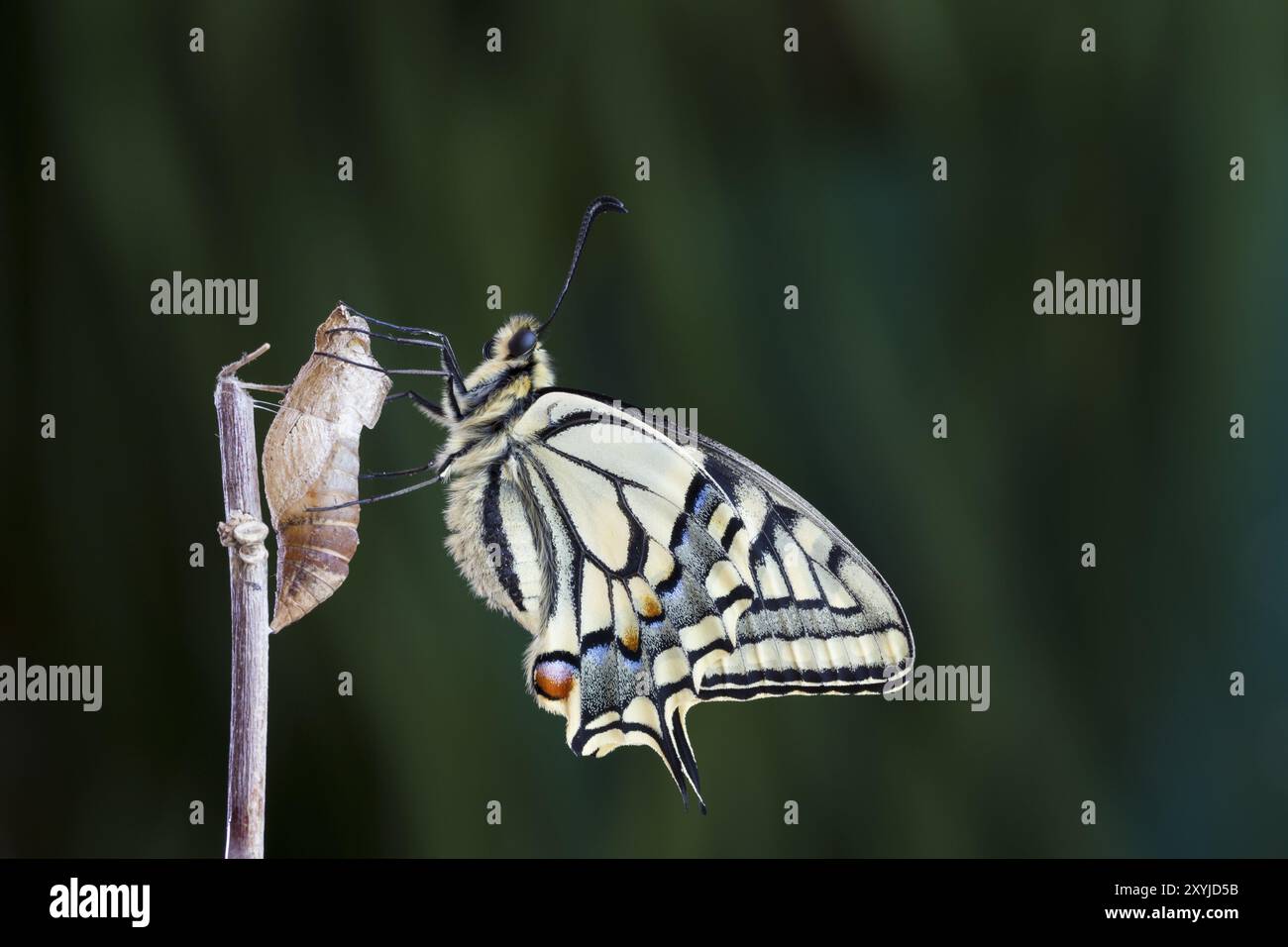 Swallowtail, Papilio machaon, Common Yellow Swallowtail Stock Photo - Alamy