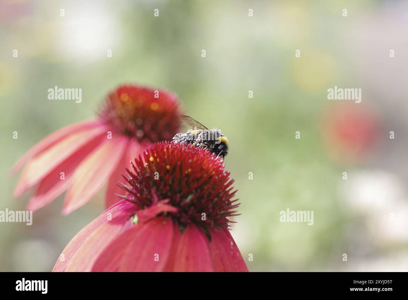 Bumblebee (Bombus), pollination, flower, coneflower, close-up of a ...