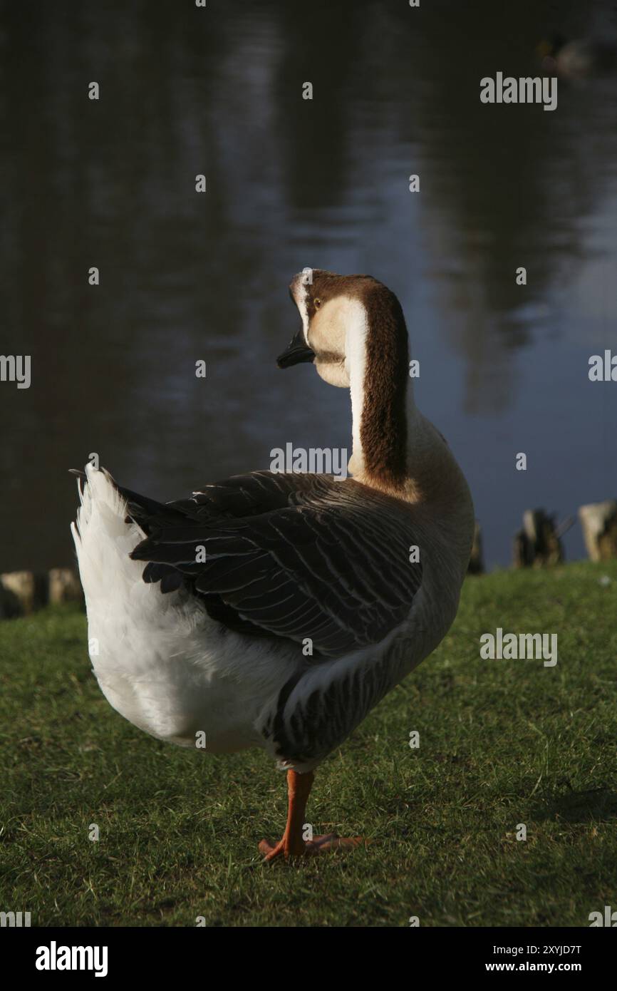 Domestic goose anser anser f domestica hi-res stock photography and ...