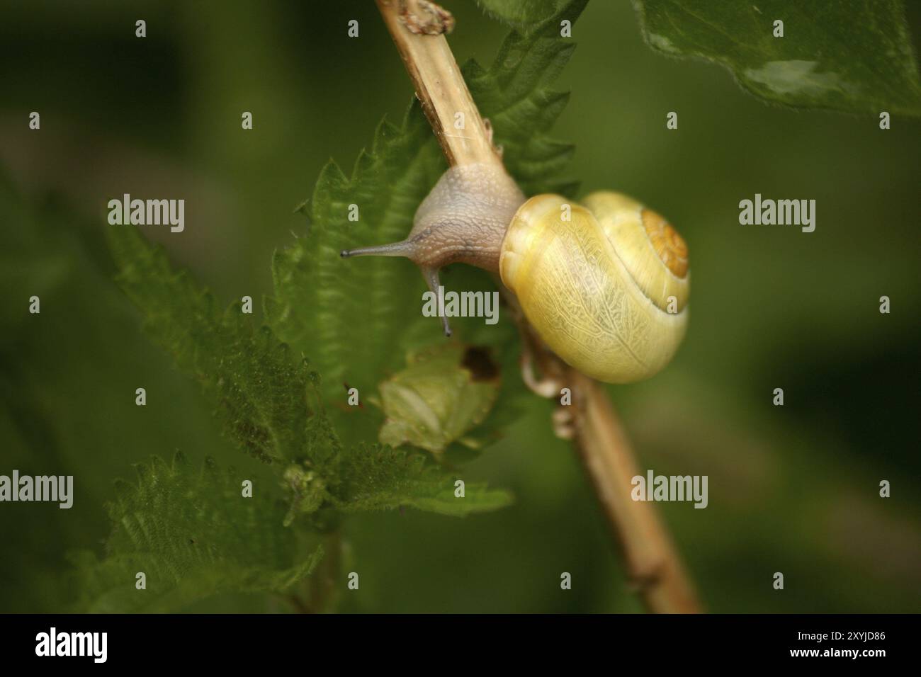 Encounter between a grove snail and a green stink bug Stock Photo - Alamy
