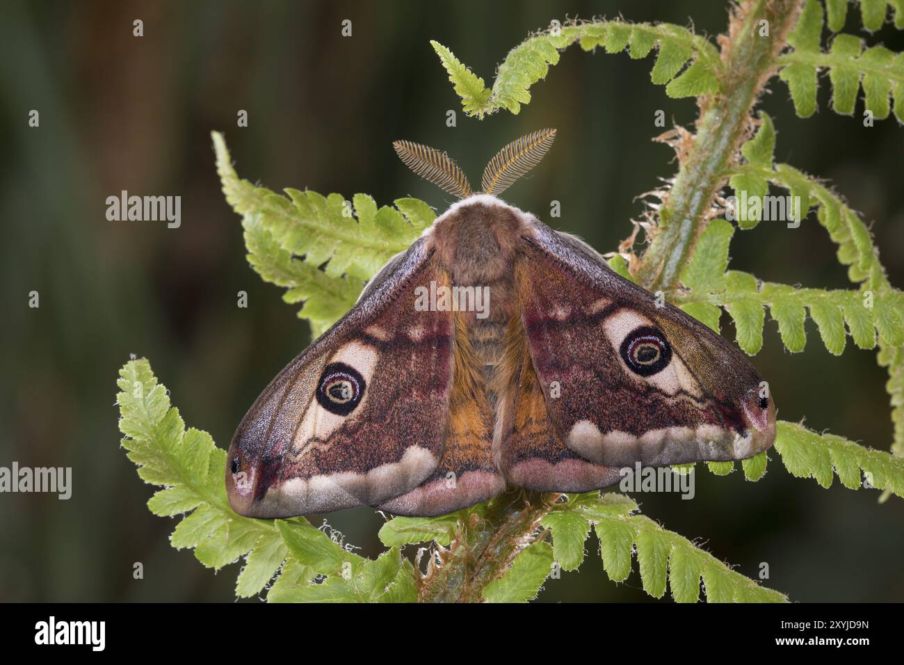 Small emperor moth, male, Saturnia pavonia, small emperor moth, male ...