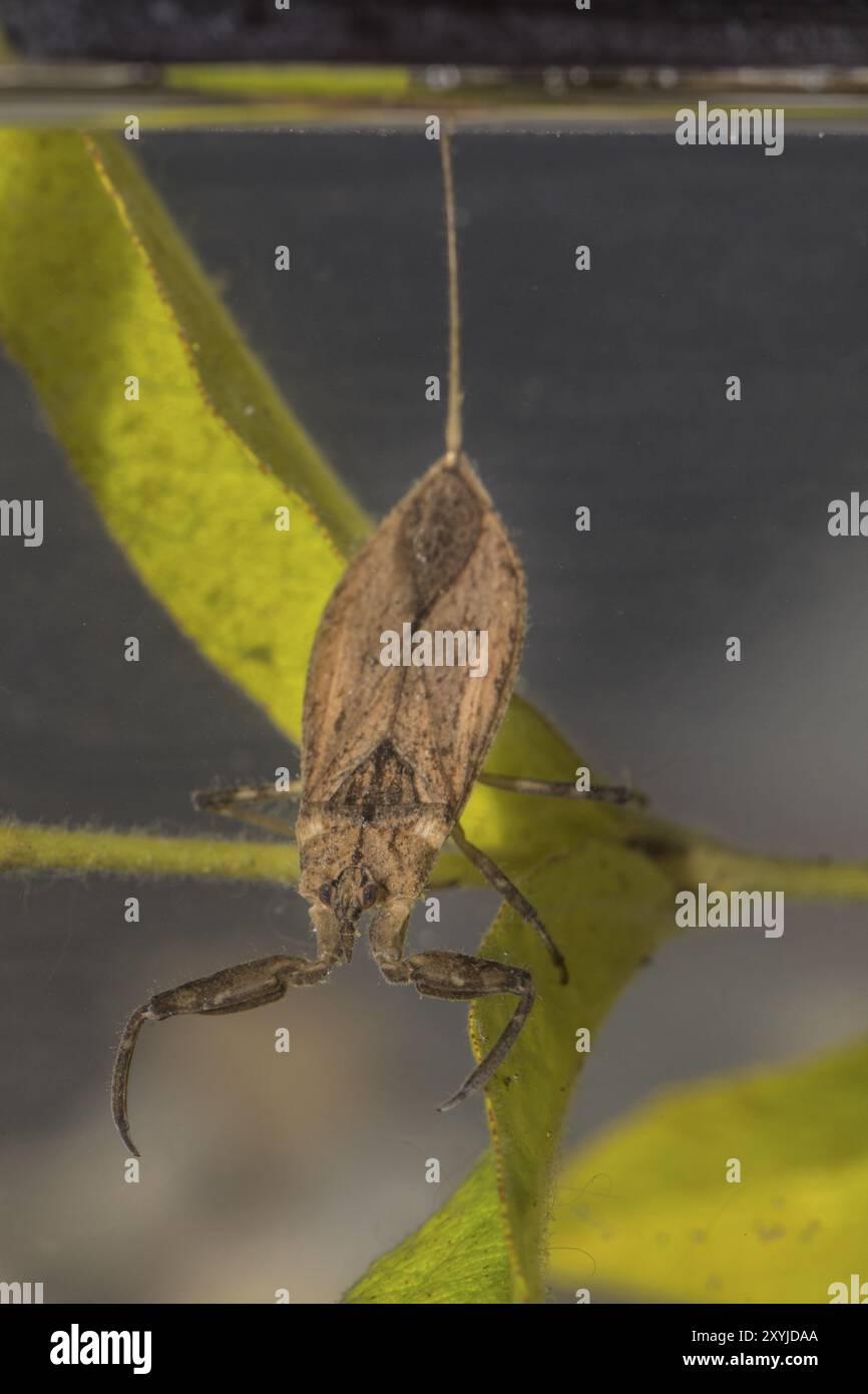 Water bug, Nepomorpha Stock Photo - Alamy