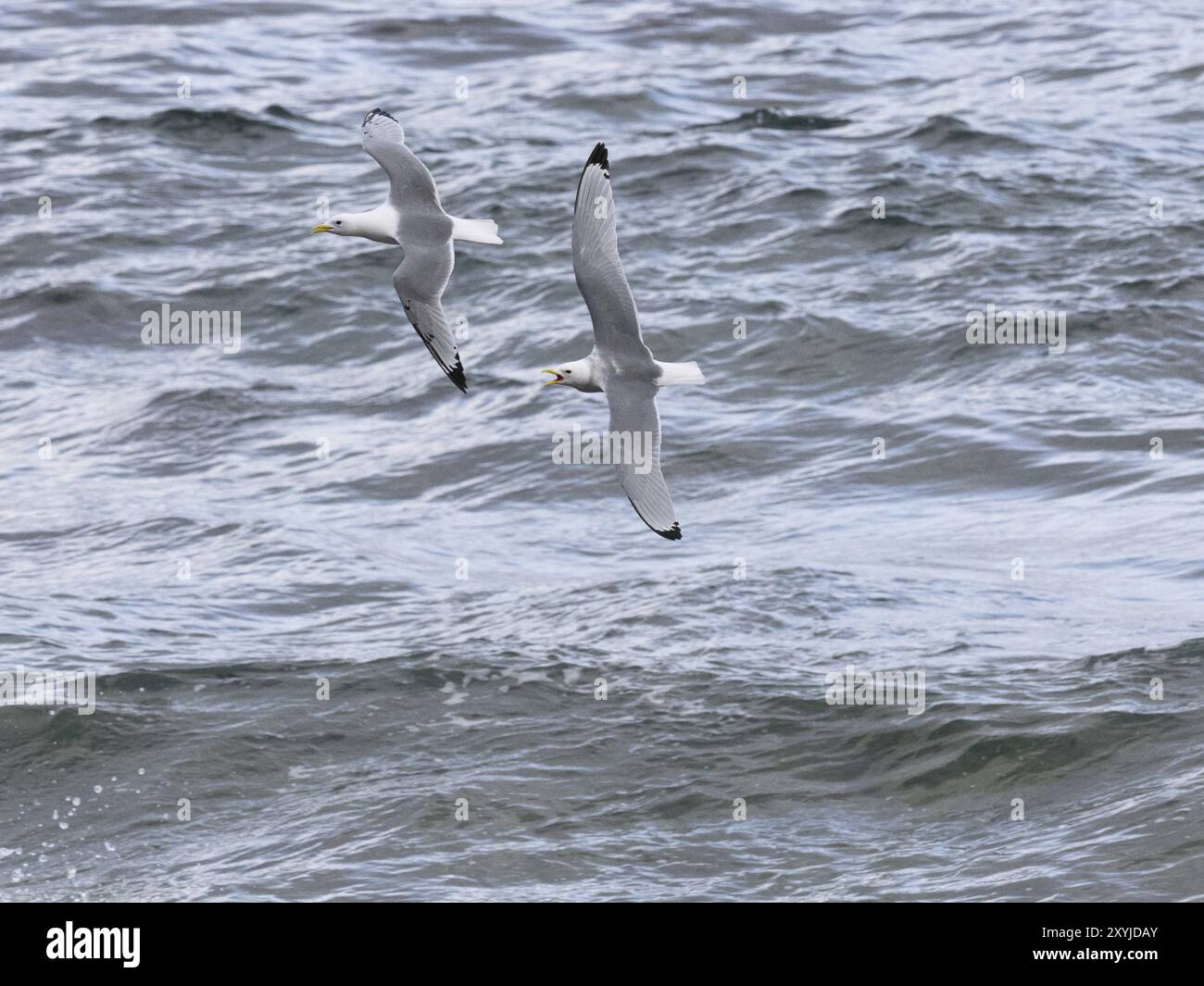 Black-legged kittiwake (Rissa tridactyla), two adult birds in flight ...