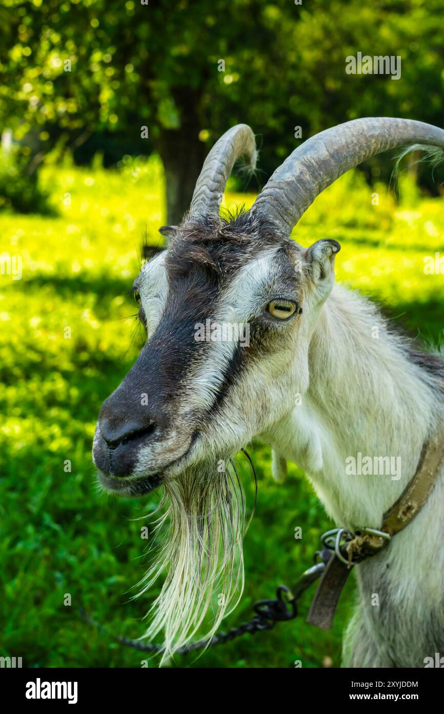 Horned domestic gray goat , Portrait of a goat surrounded by green ...