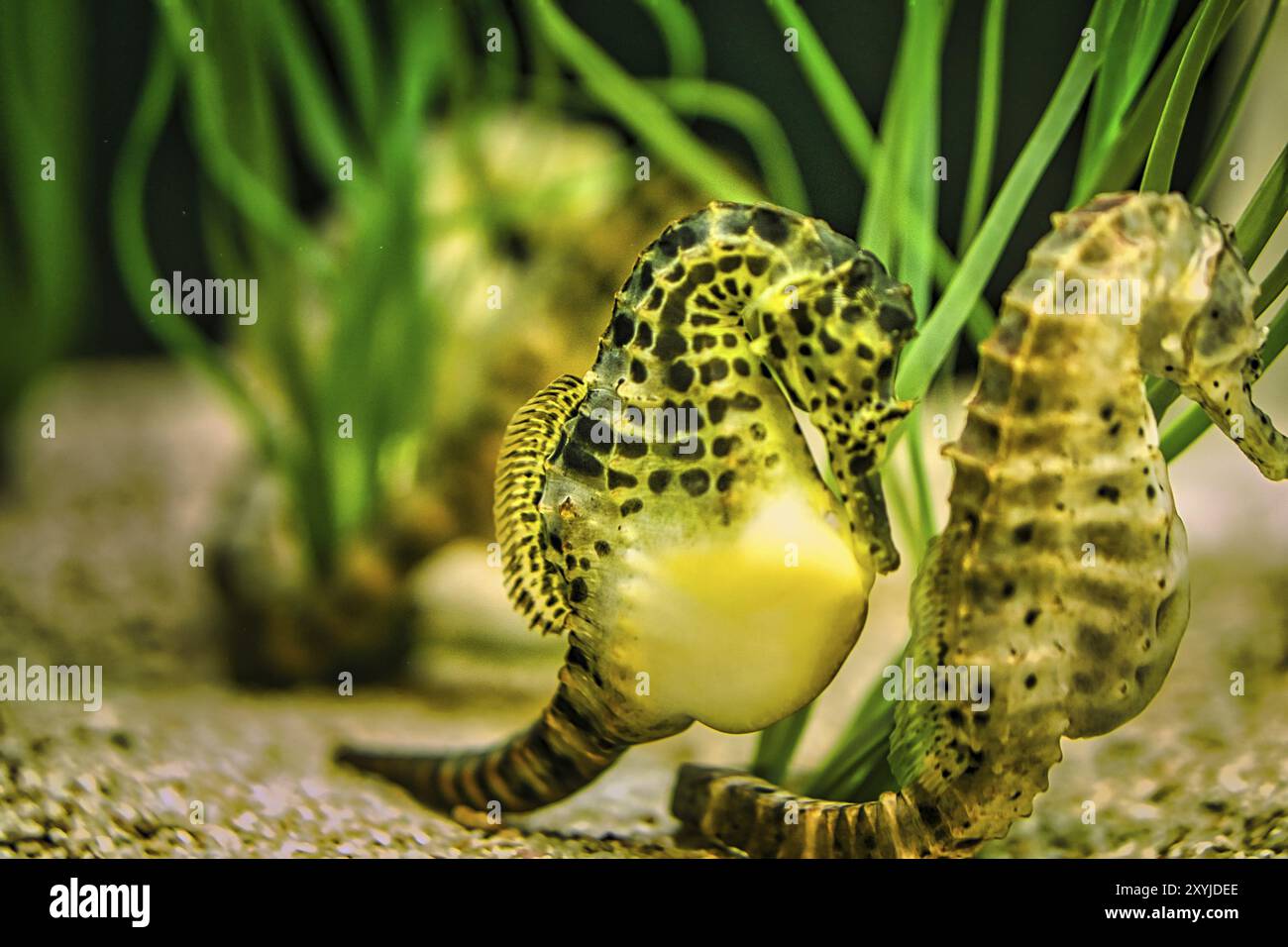 Seahorses in sea grass. small aquatic animals in close up. interesting ...