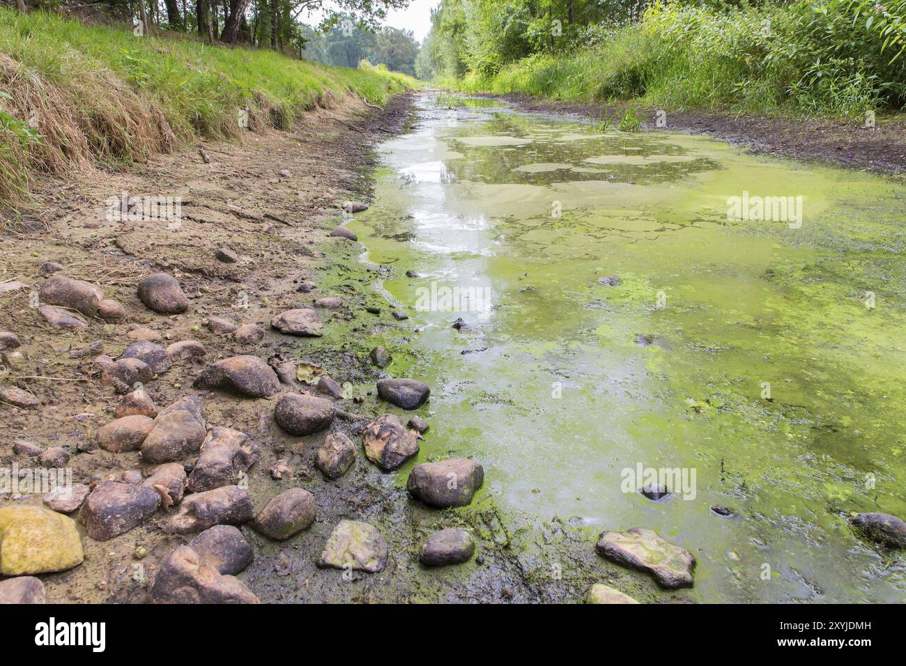 European brook with low water level in summer season Stock Photo - Alamy