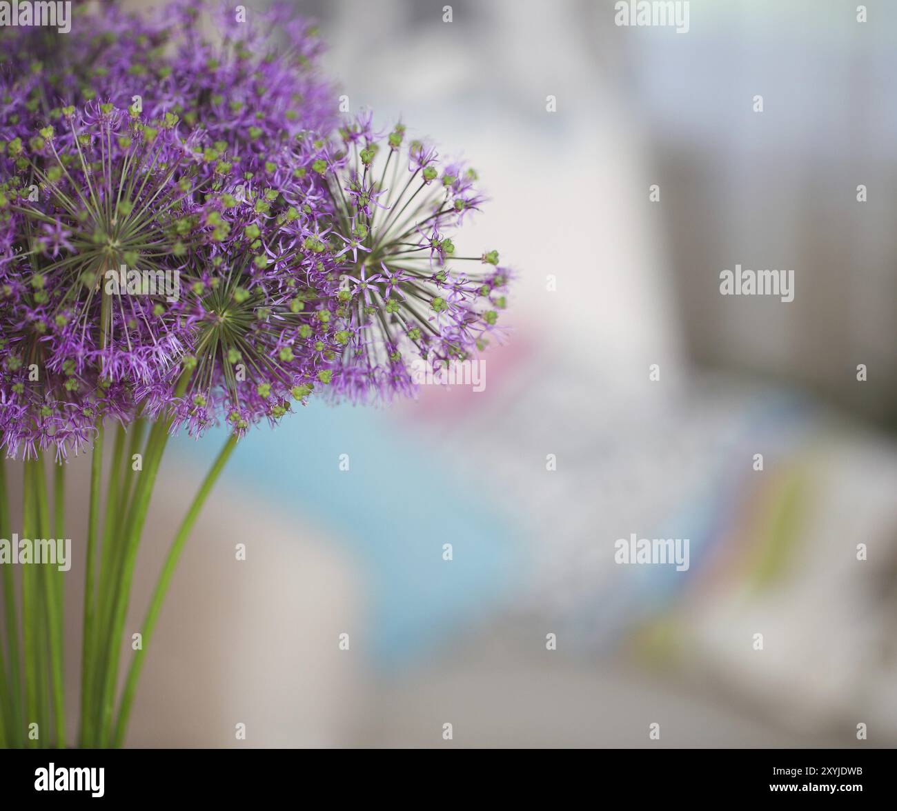 Wild chinese chive flowers hi-res stock photography and images - Alamy