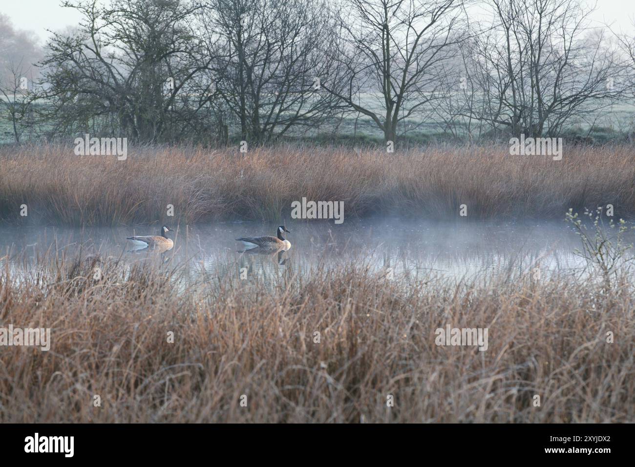 Two geese on cold misty hi-res stock photography and images - Alamy