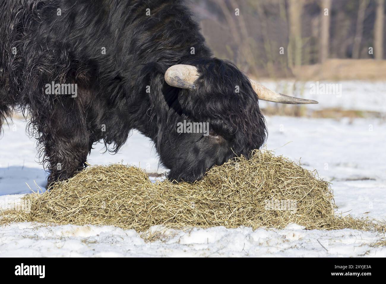 Black scottish highlander cow eating hay in winter snow Stock Photo - Alamy