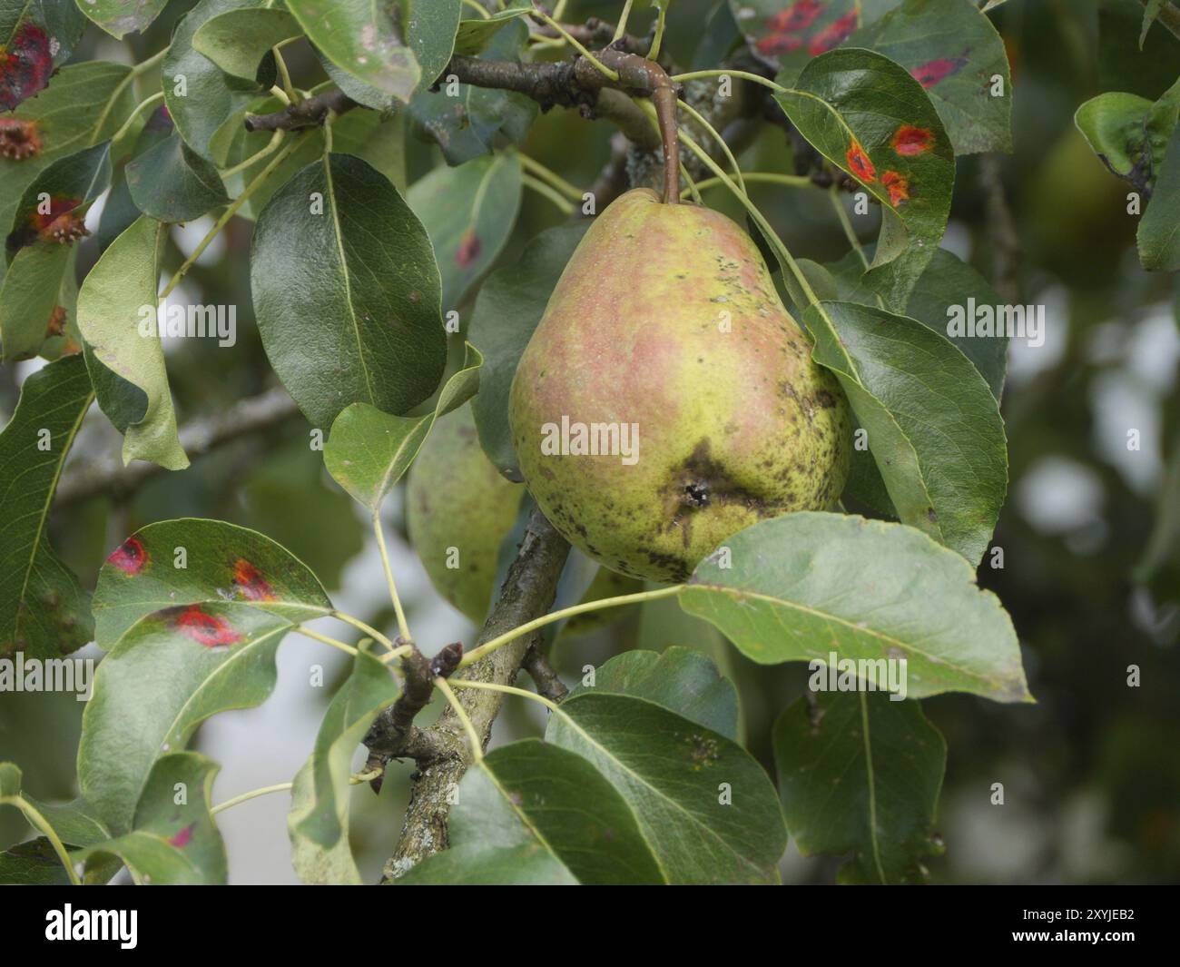 Infested crops hi-res stock photography and images - Alamy