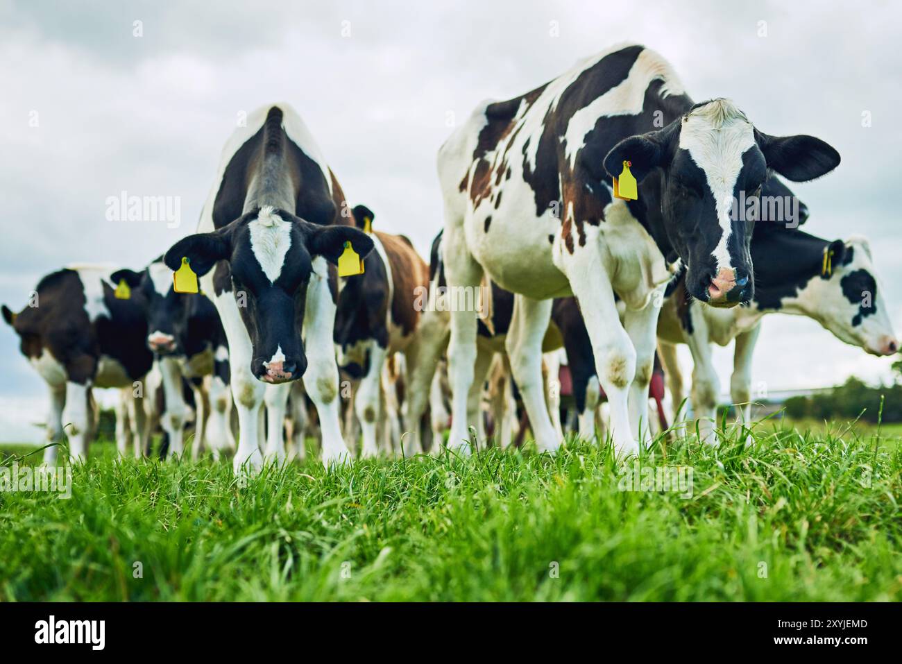 Portrait, nature and cows in countryside for eating, grazing or ...