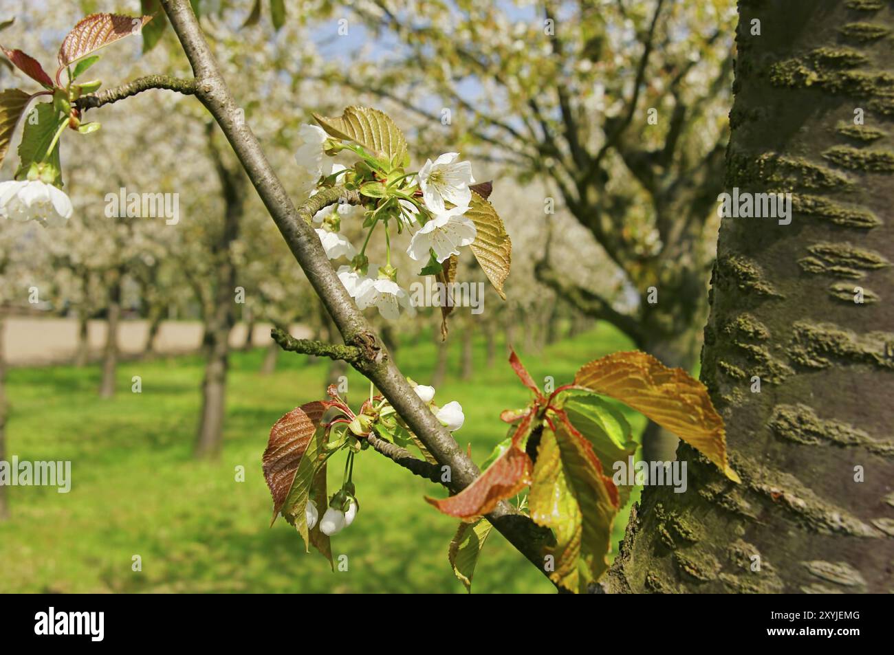 Cherry plantations hi-res stock photography and images - Alamy