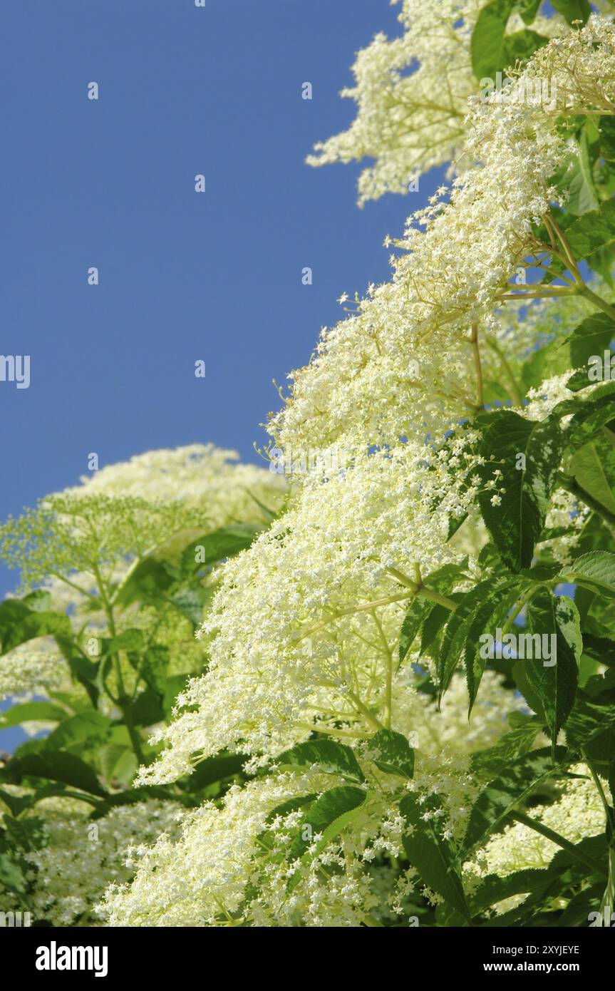 Branches flowering elder in hi-res stock photography and images - Alamy