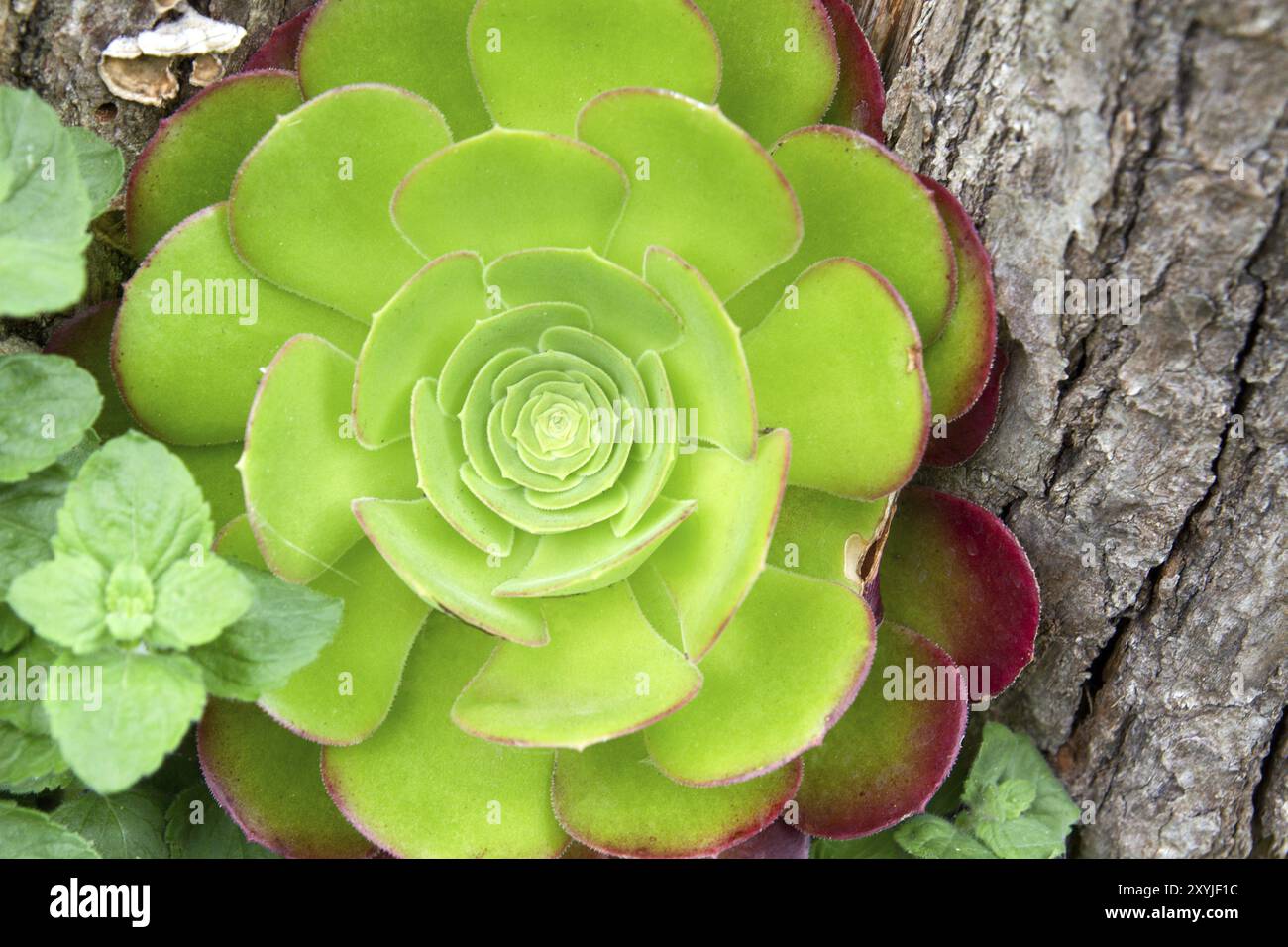 Tree aeonium (aeonium arboreum) in the garden Stock Photo - Alamy