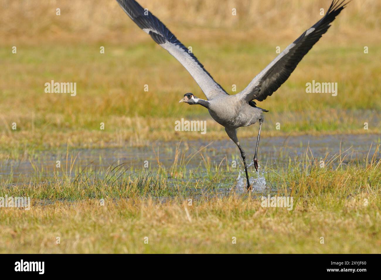 Common Crane, Grus grus, grey crane, Europe, europe, animals, bird ...