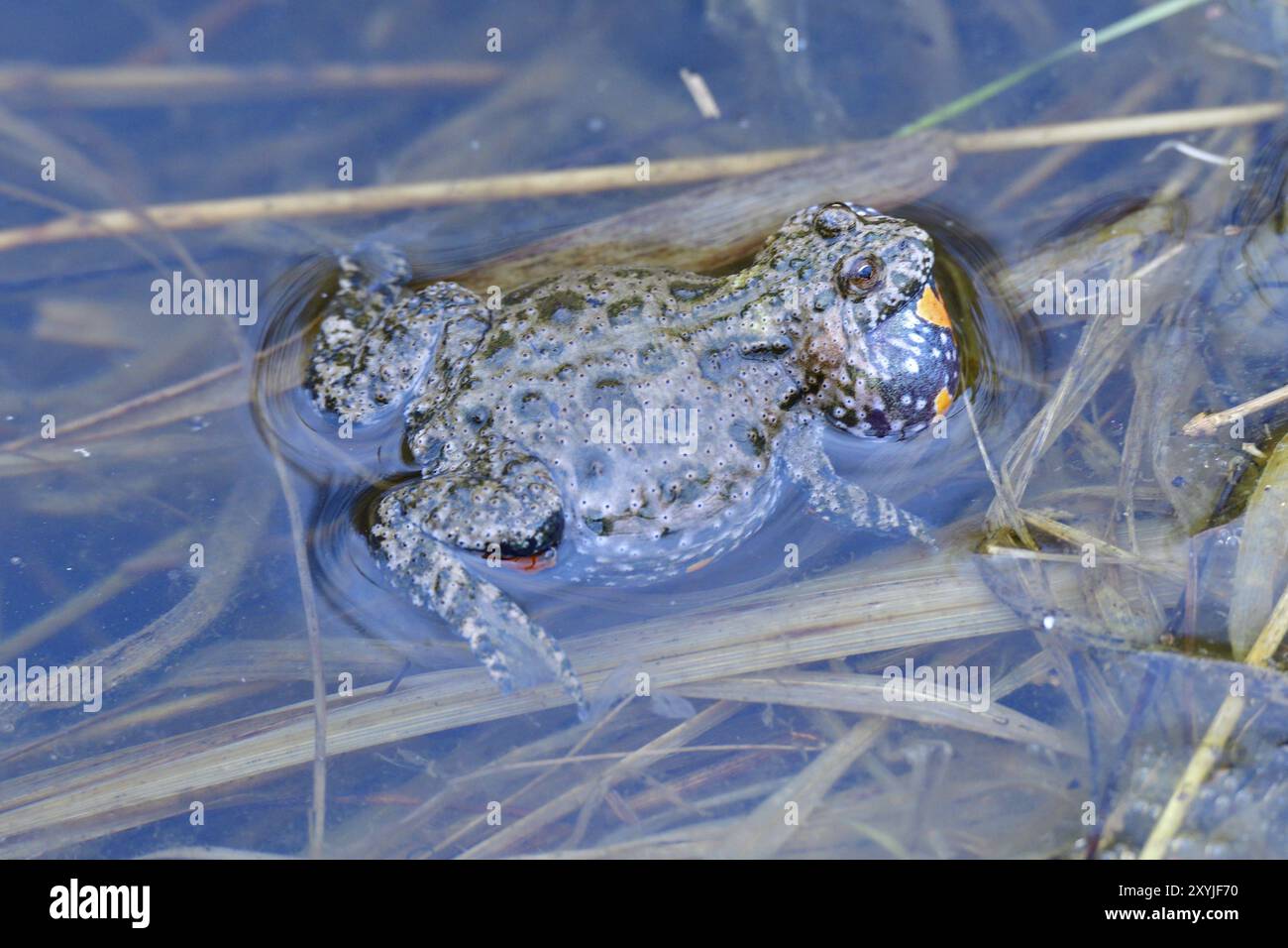 European fire-bellied toad in a pond in spring. Firebellied toad in a ...