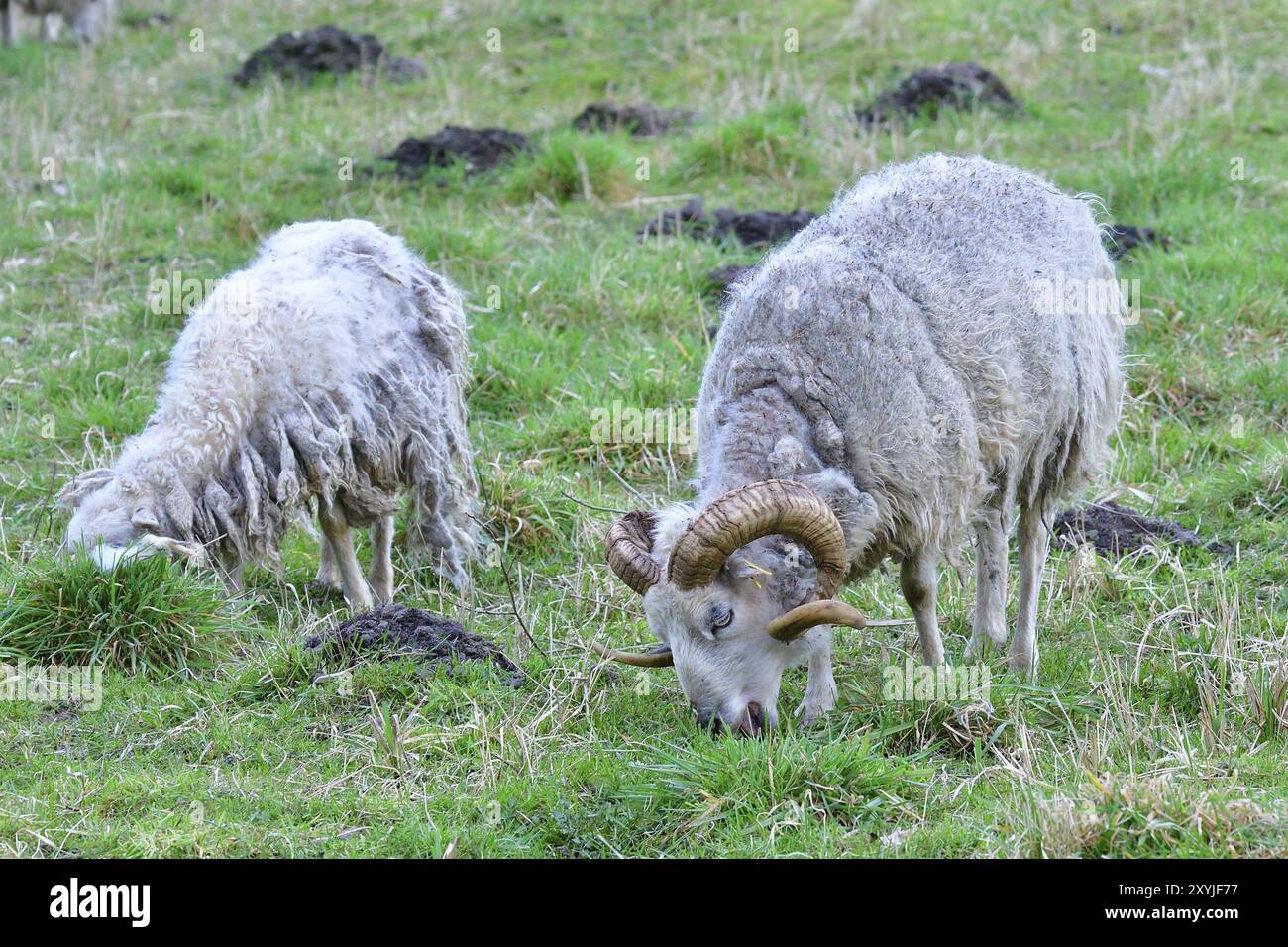 Skudde is a breed of domesticated sheep. Die Ostpreussische Skudde ...
