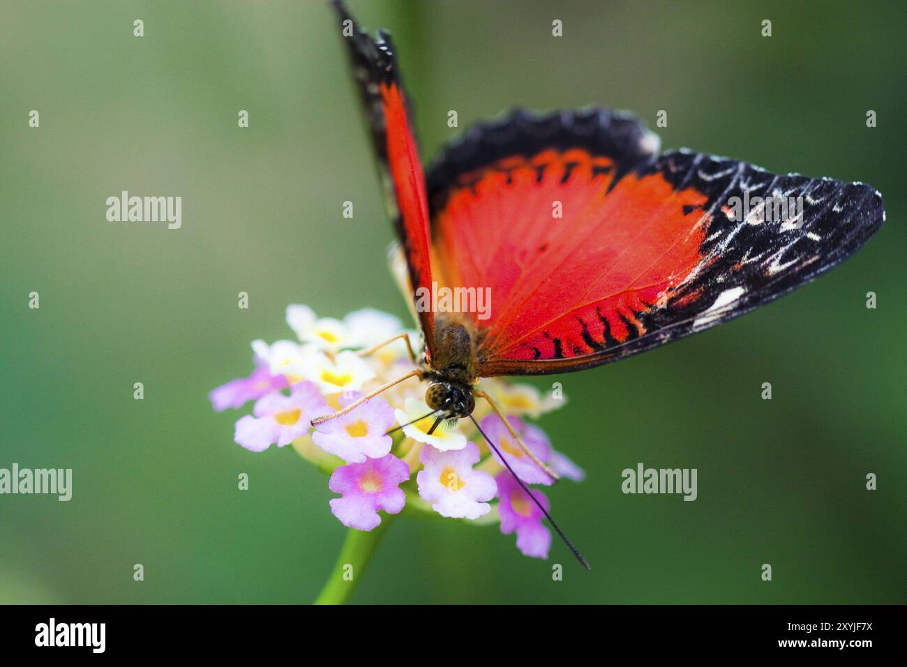 Lace wing, origin South Asia Stock Photo - Alamy