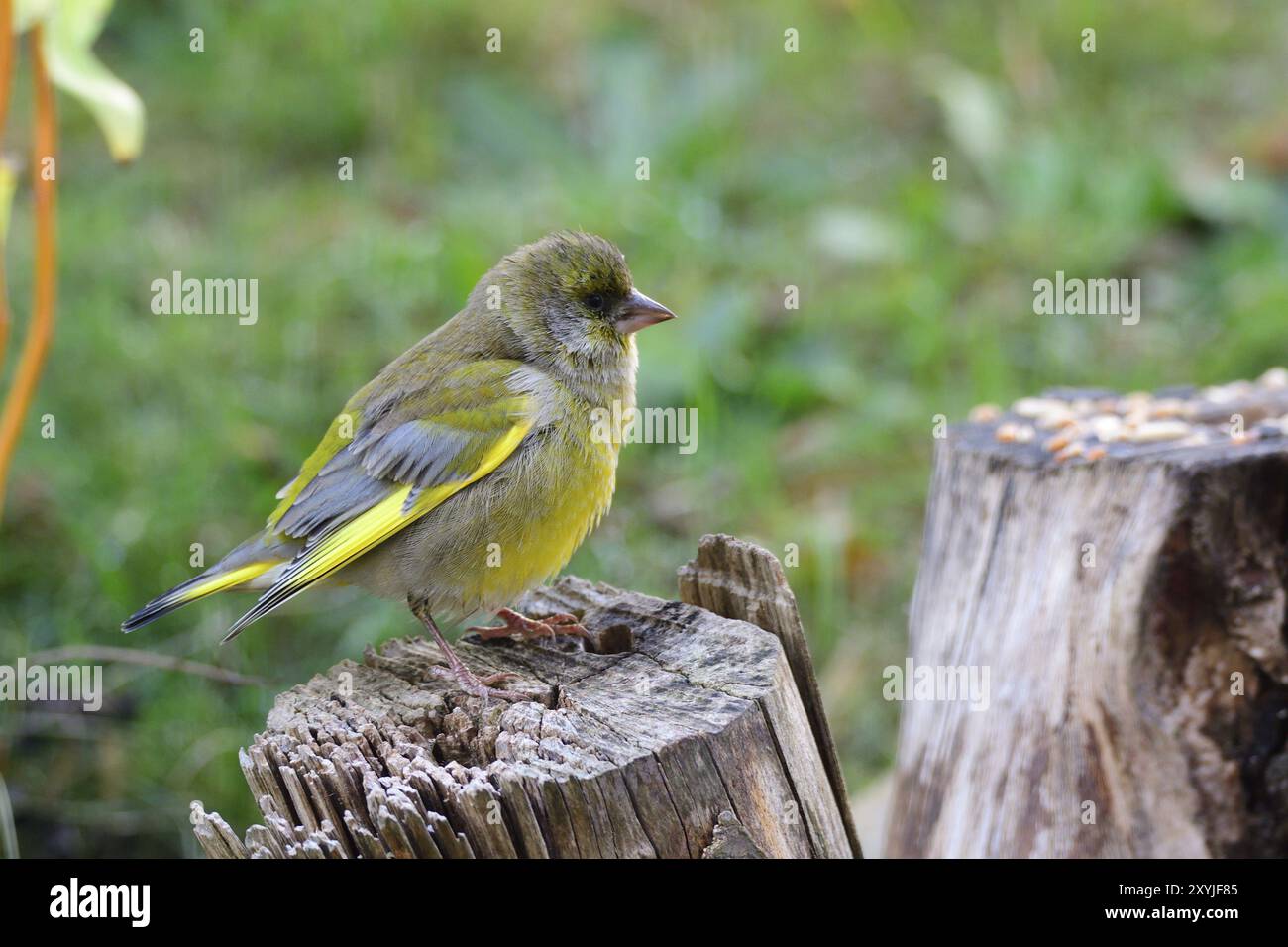 Trichomonadosis disease in a greenfinch. European greenfinch with ...