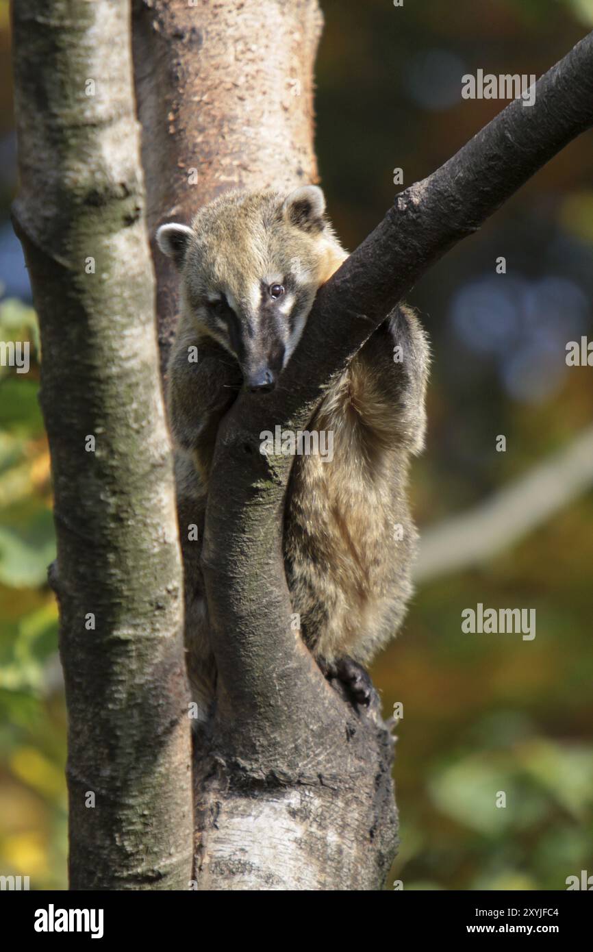 Ring tailed coatis hi-res stock photography and images - Alamy