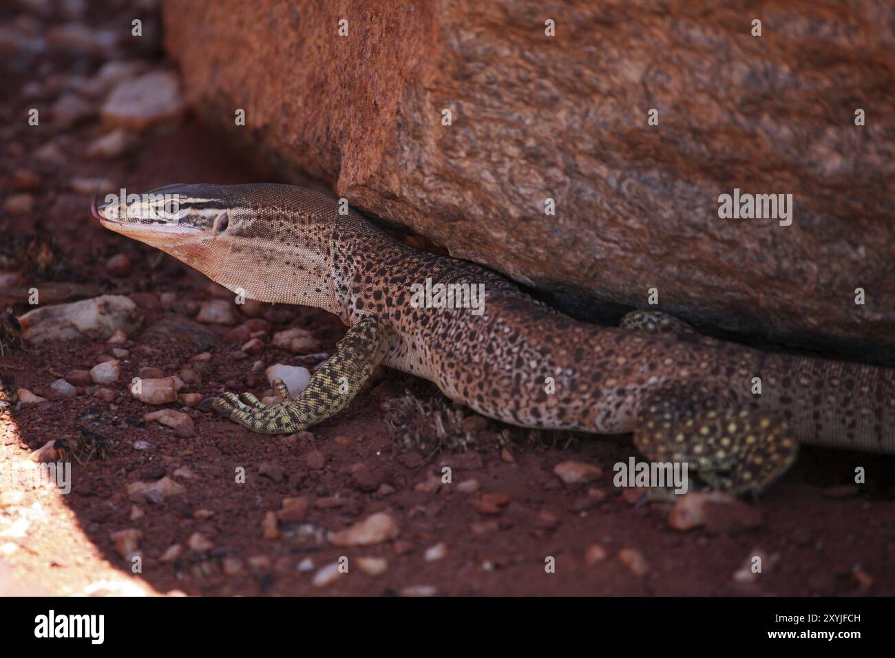 Monitor lizard sticks out tongue hi-res stock photography and images ...