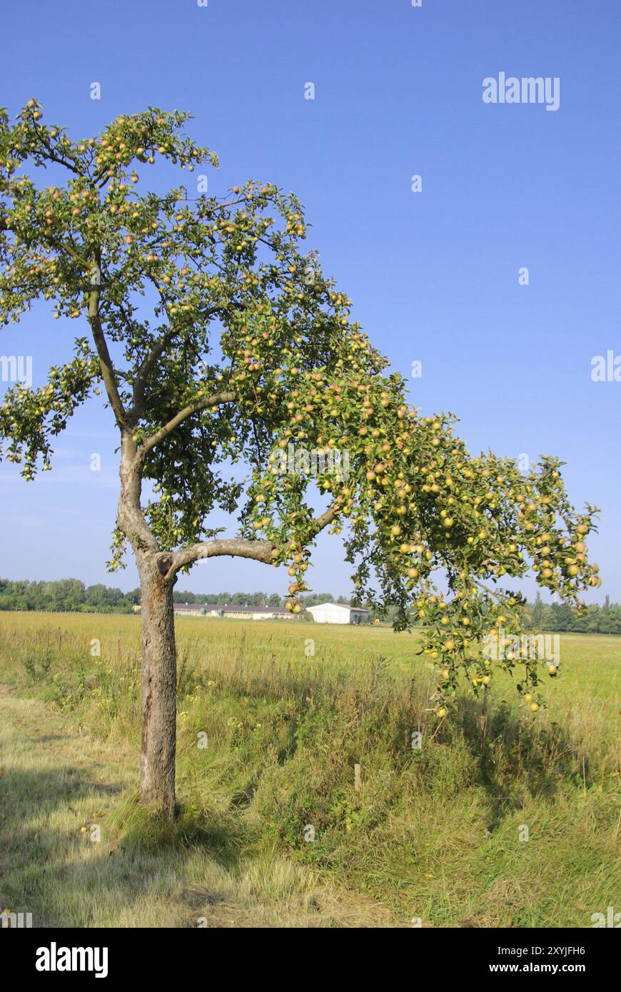Apple am Baum, apple on tree Stock Photo - Alamy