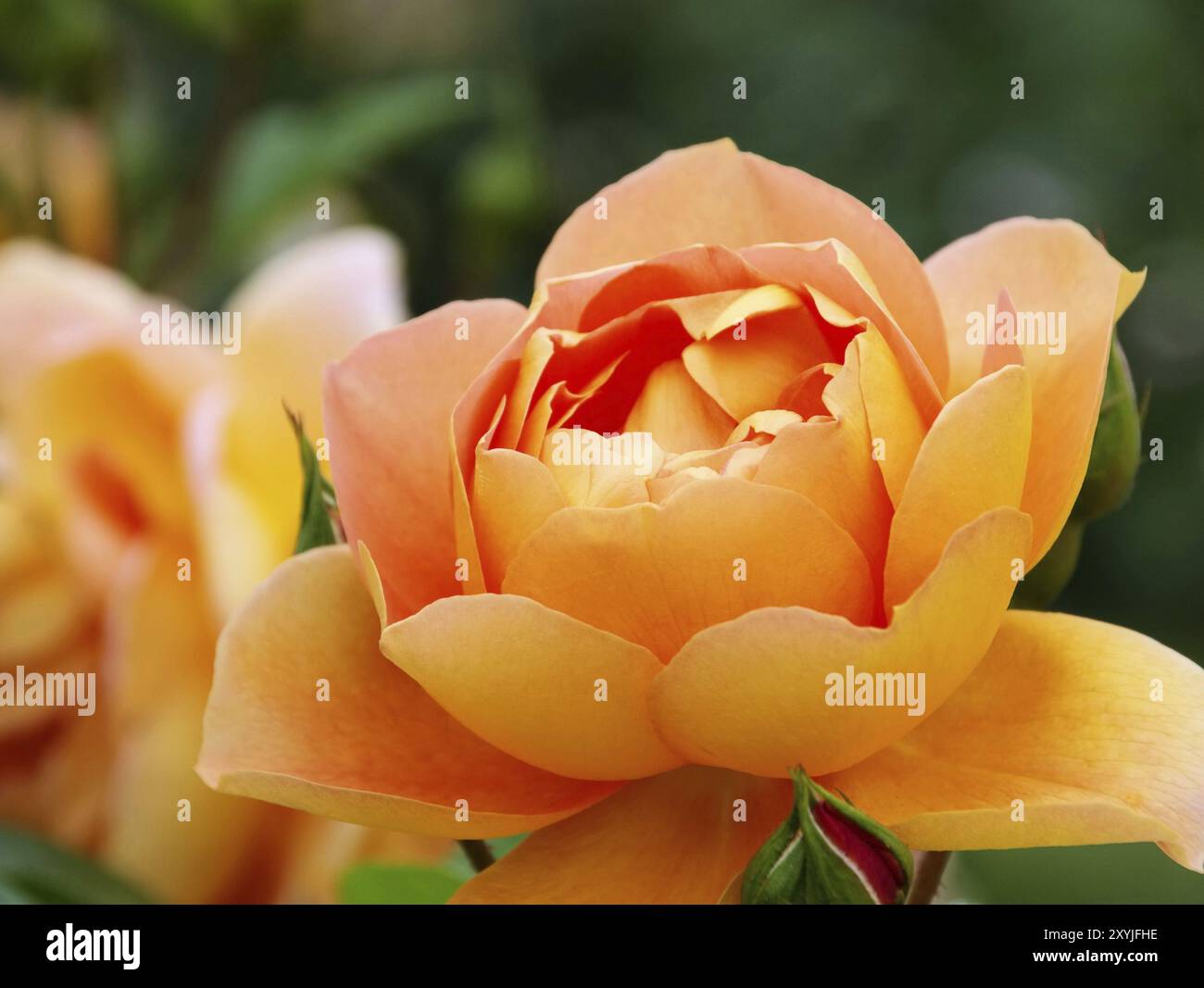 Pat austin hi-res stock photography and images - Alamy