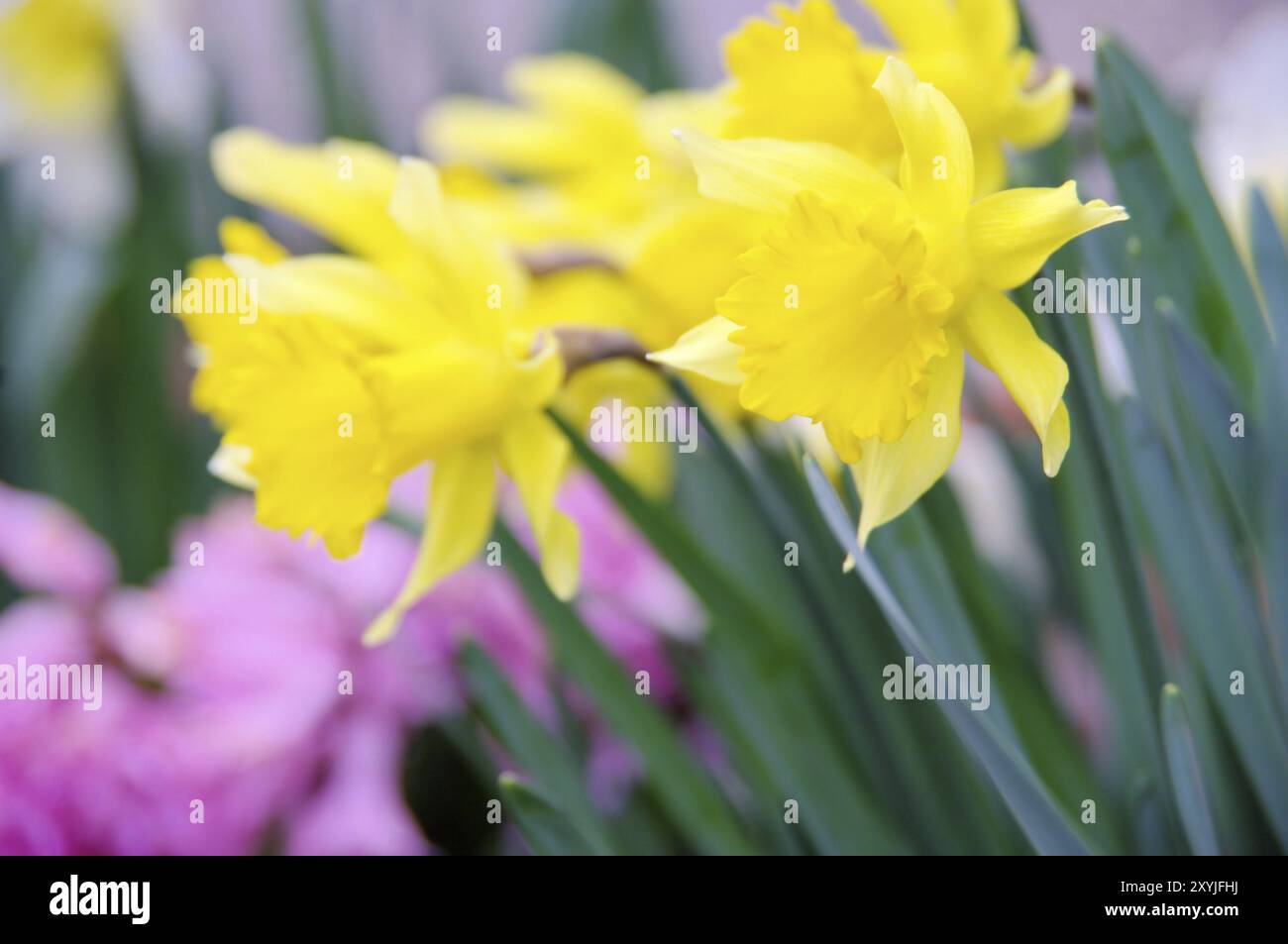 Daffodil and hyacinth, daffodil and hyacinth Stock Photo - Alamy