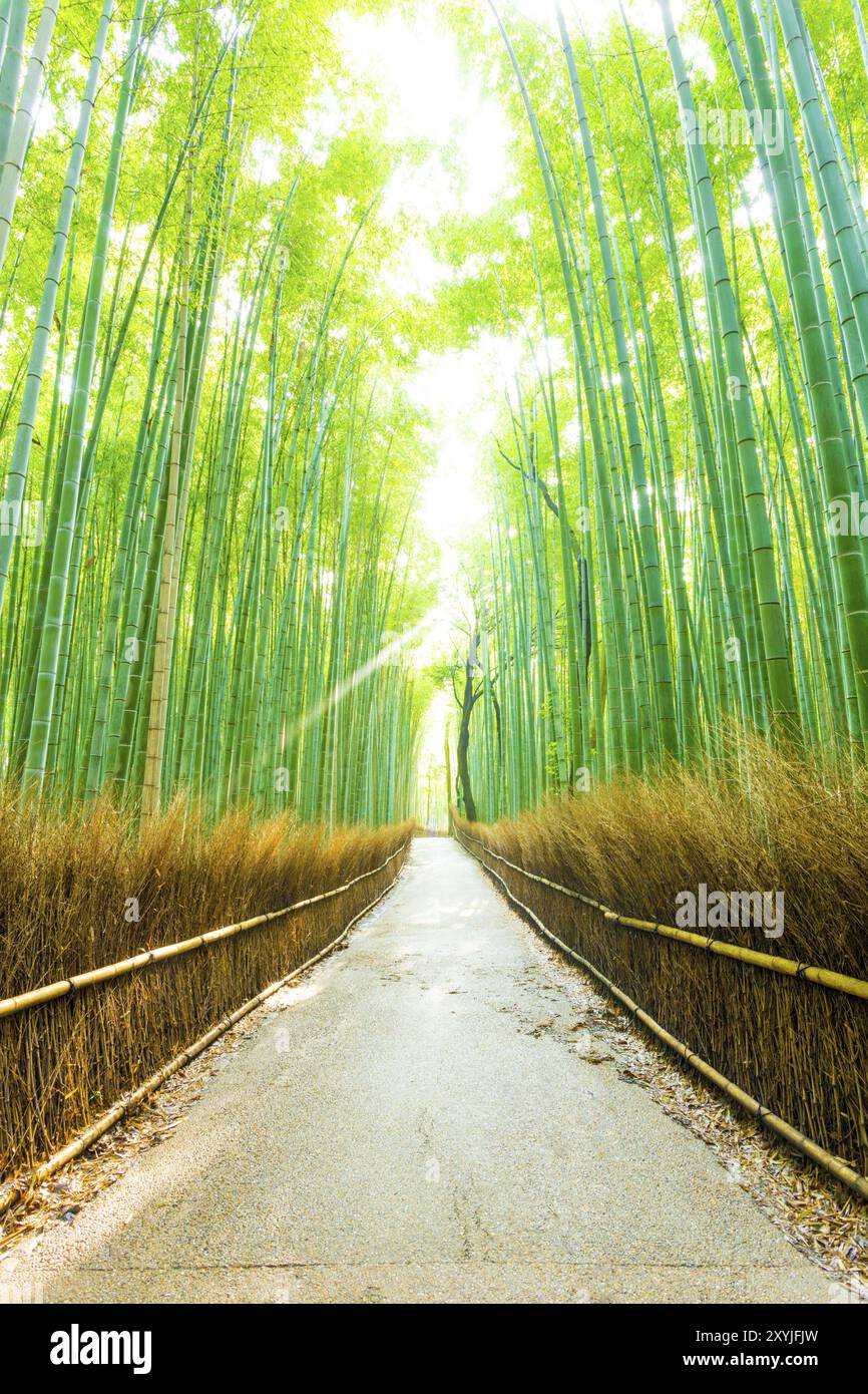 Beam of sunlight shines through tall bamboo tree forest lined with hay ...