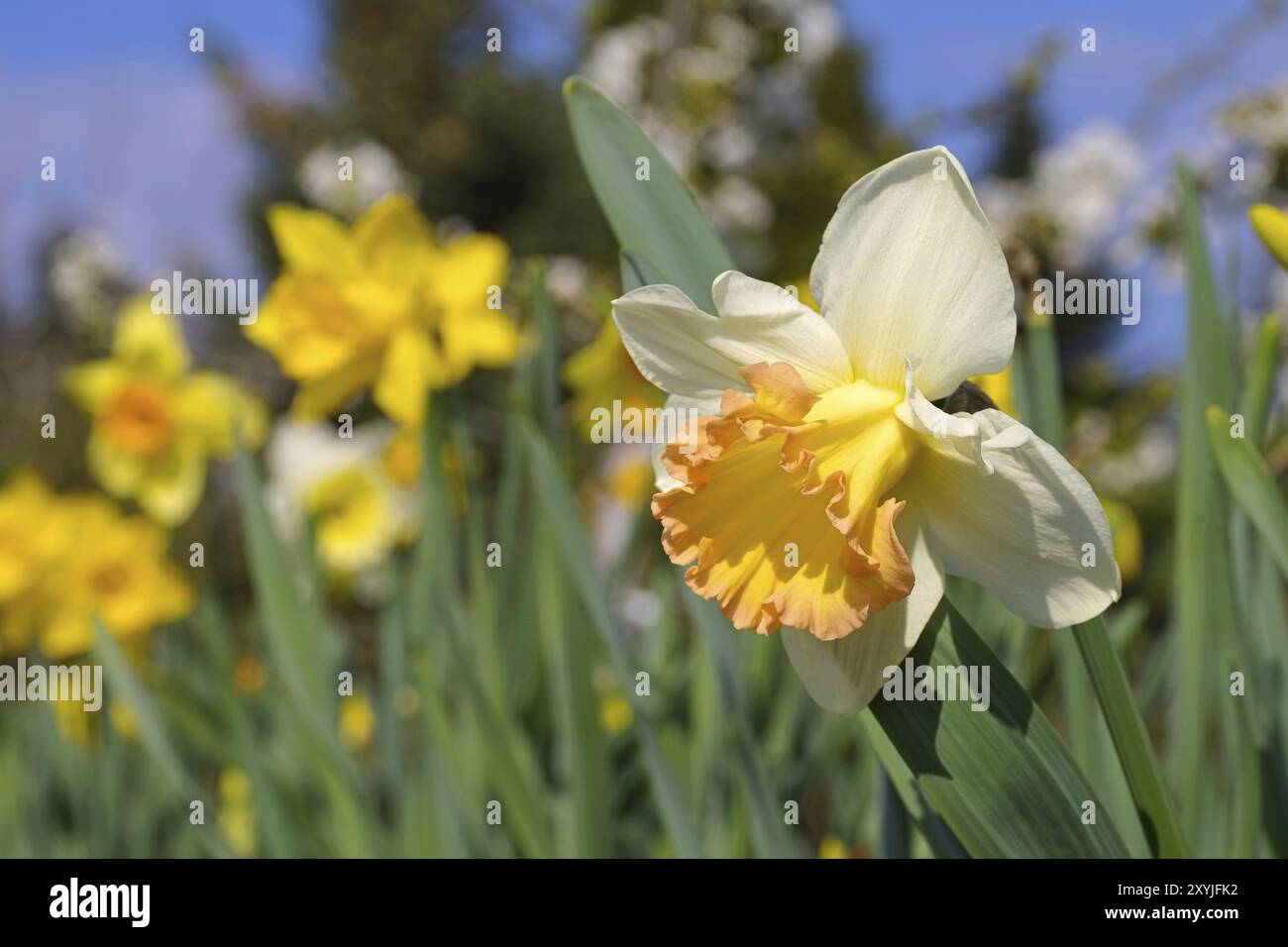Narzisse der Sorte Salome, the Daffodil flower is called Salome Stock ...