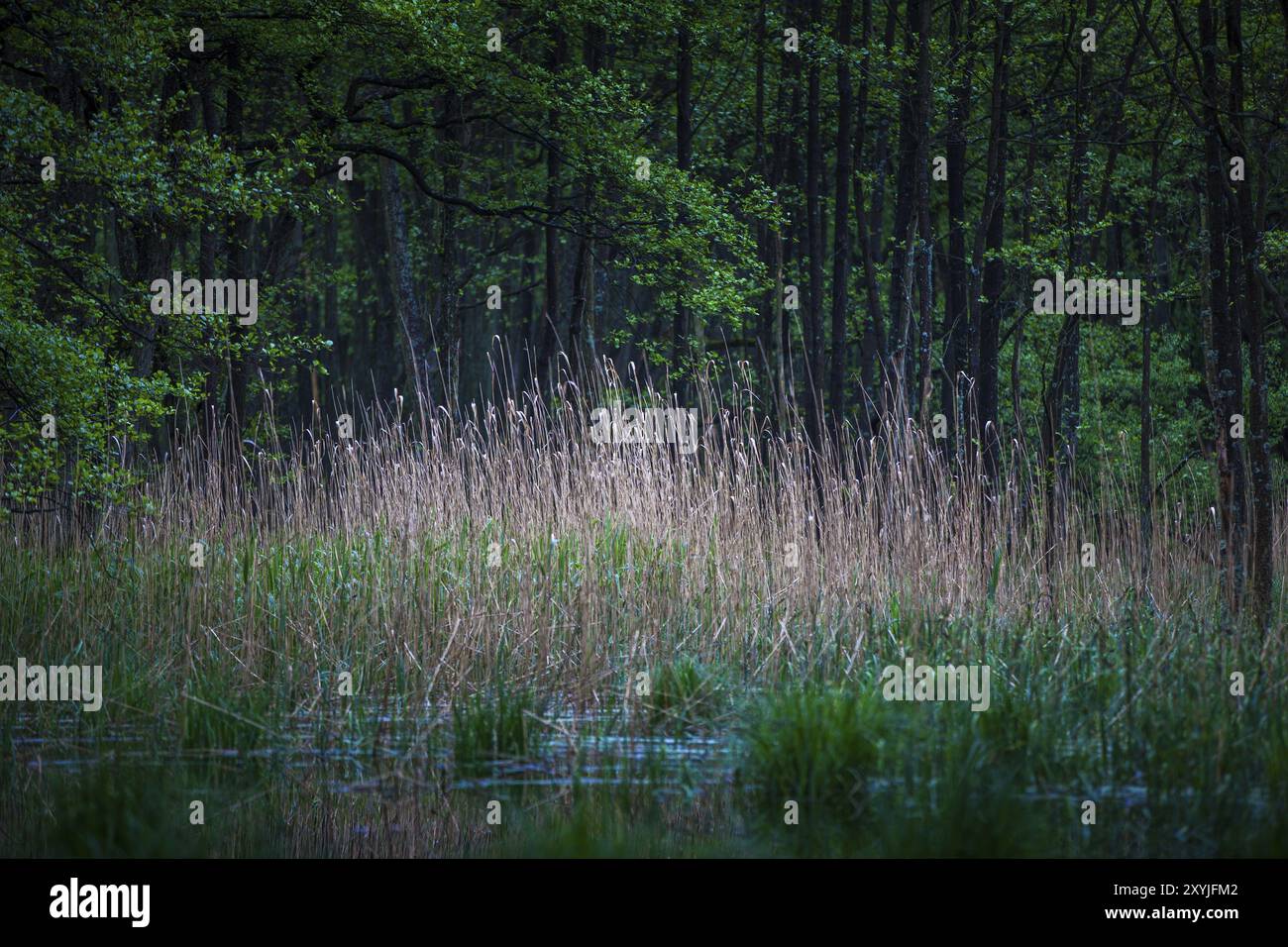 Trees grow in the swamp Stock Photo - Alamy