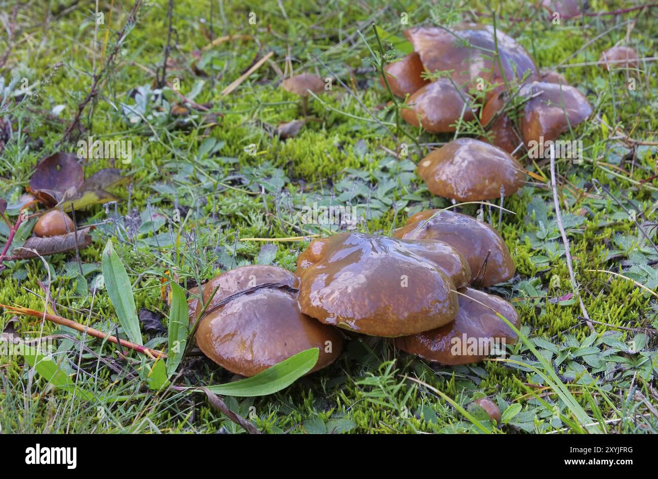 Slippery jack bolete hi-res stock photography and images - Alamy