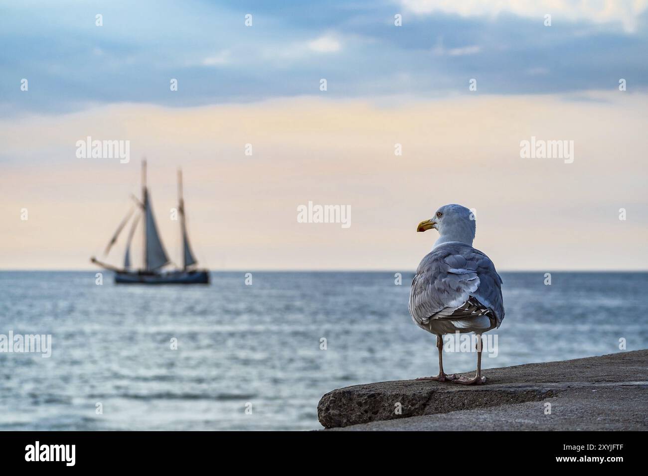 Sailing ship and seagull at the Hanse Sail in Rostock Stock Photo - Alamy