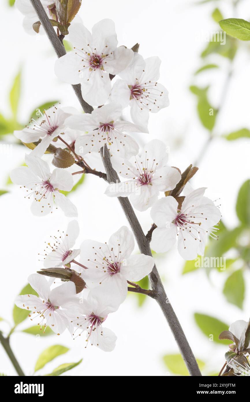 Prune prunus cerasifera myrobalan hi-res stock photography and images ...