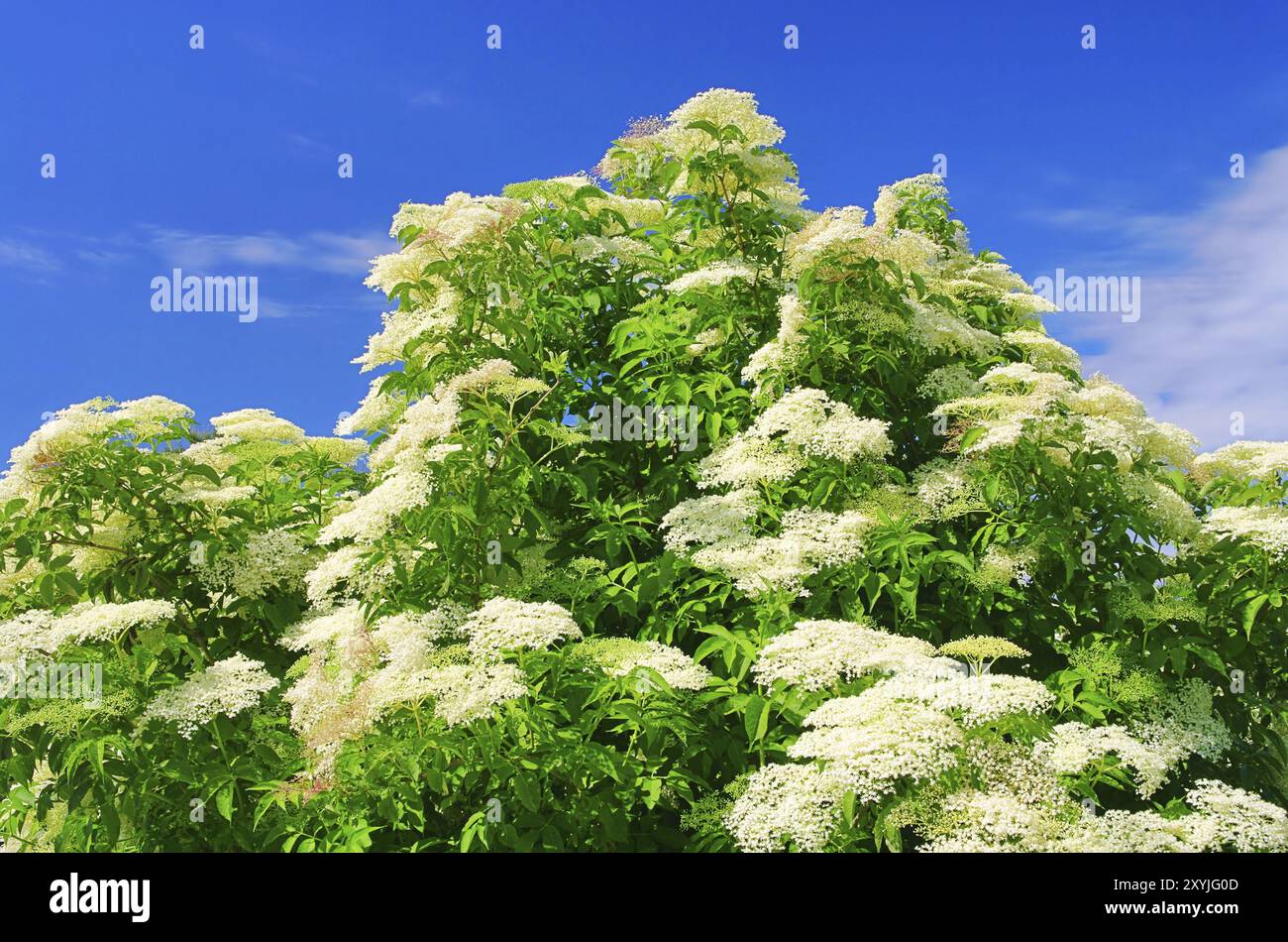 Branches flowering elder in hi-res stock photography and images - Alamy