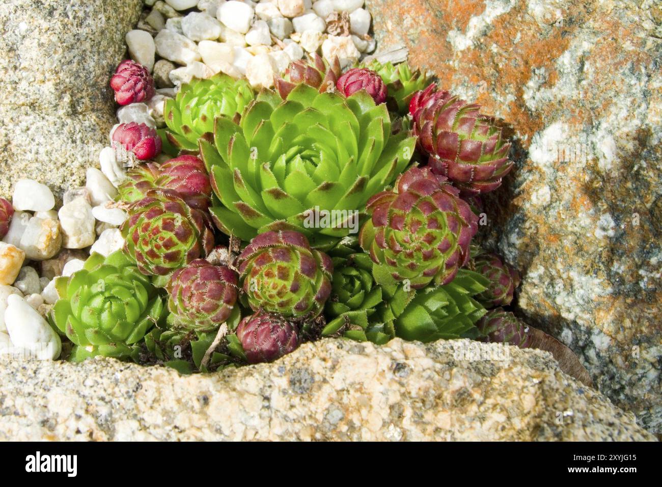 Sempervivum tectorum alpinum hi-res stock photography and images - Alamy