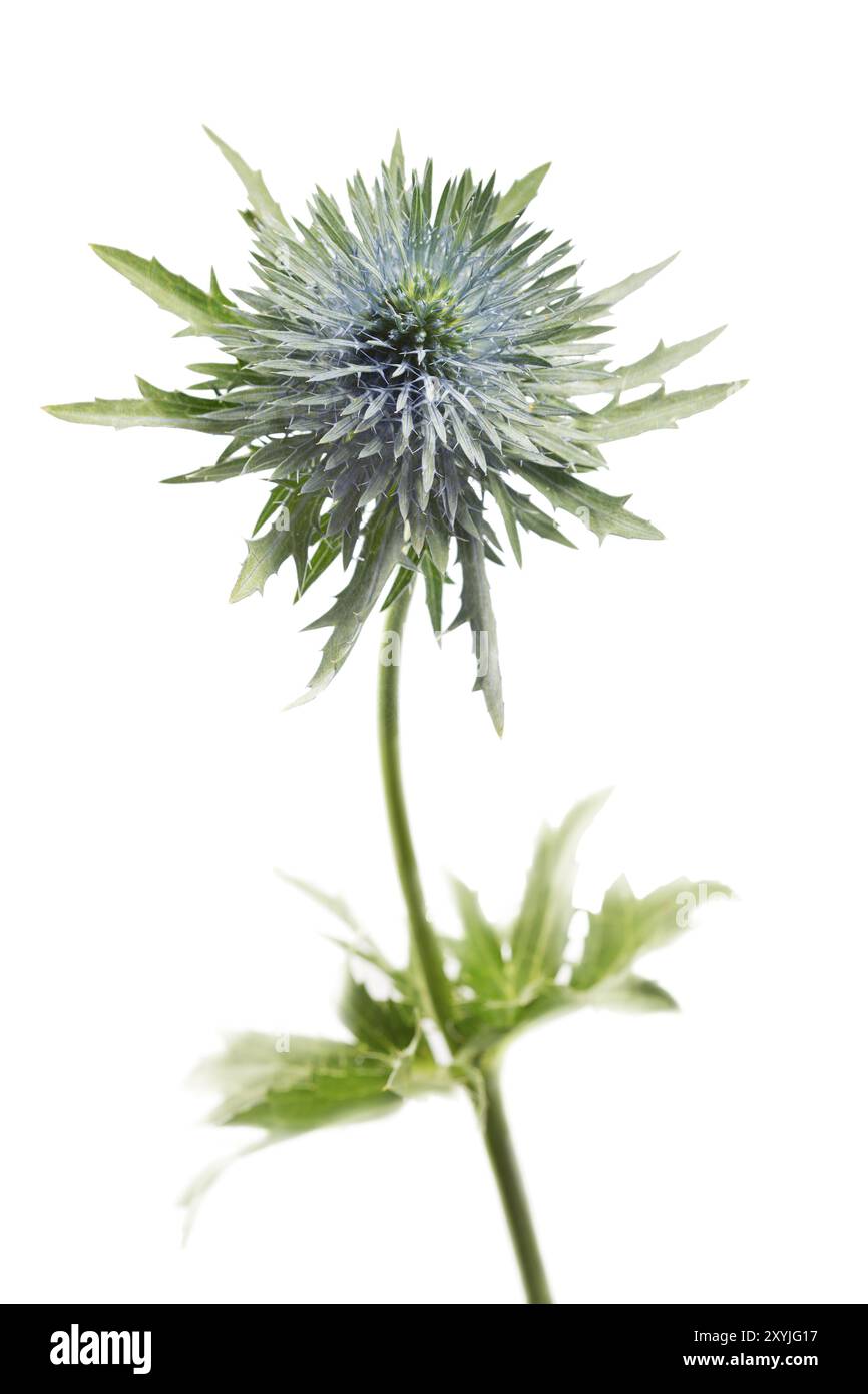 Flowering thistle on a white background Stock Photo - Alamy