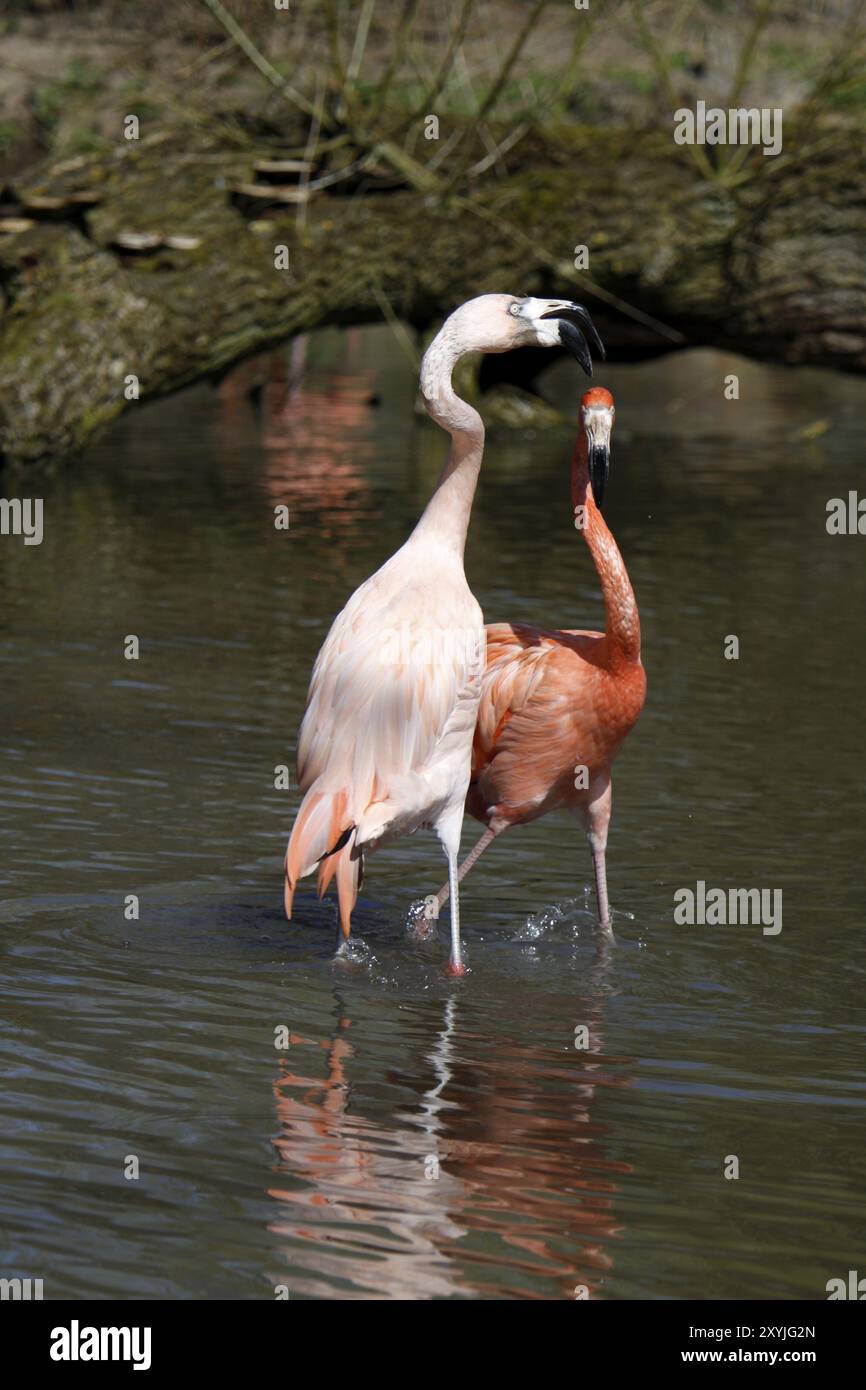 Quarrelling birds hi-res stock photography and images - Alamy