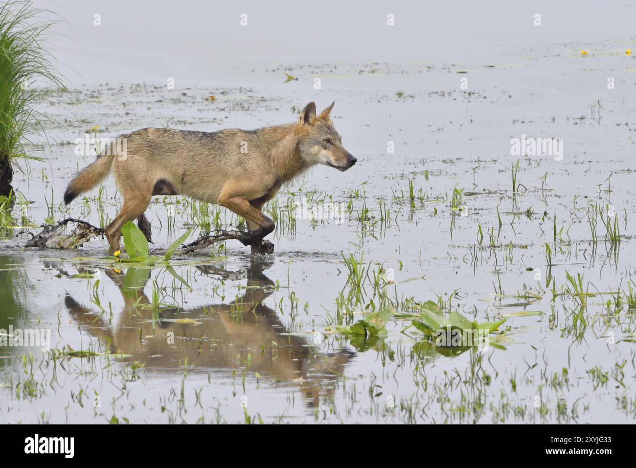 Gray wolves hunting deer hi-res stock photography and images - Alamy