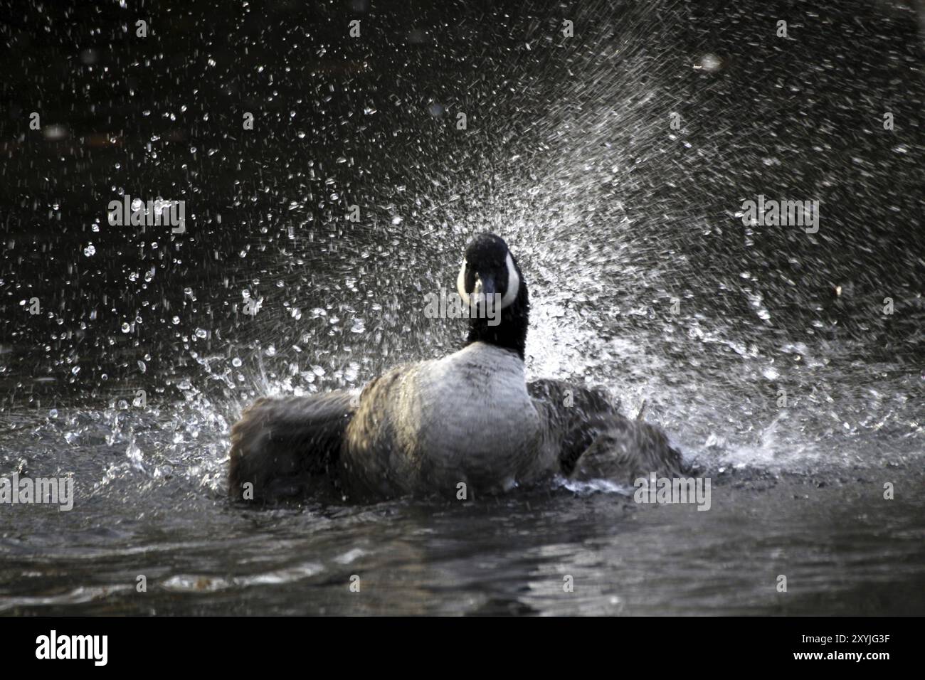 Canada goose bathing on hi-res stock photography and images - Alamy