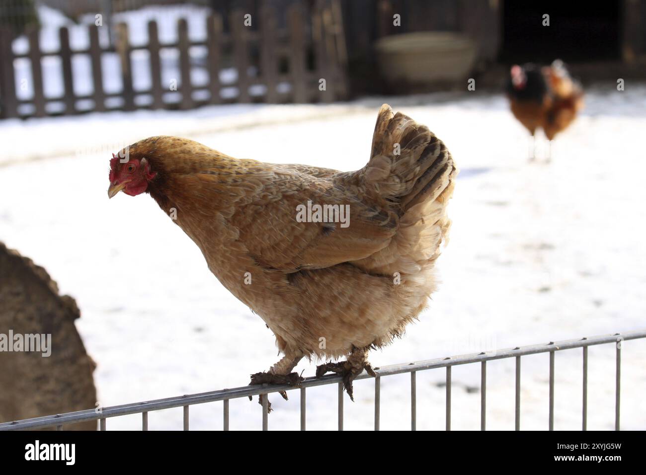 Chicken on a fence Stock Photo - Alamy