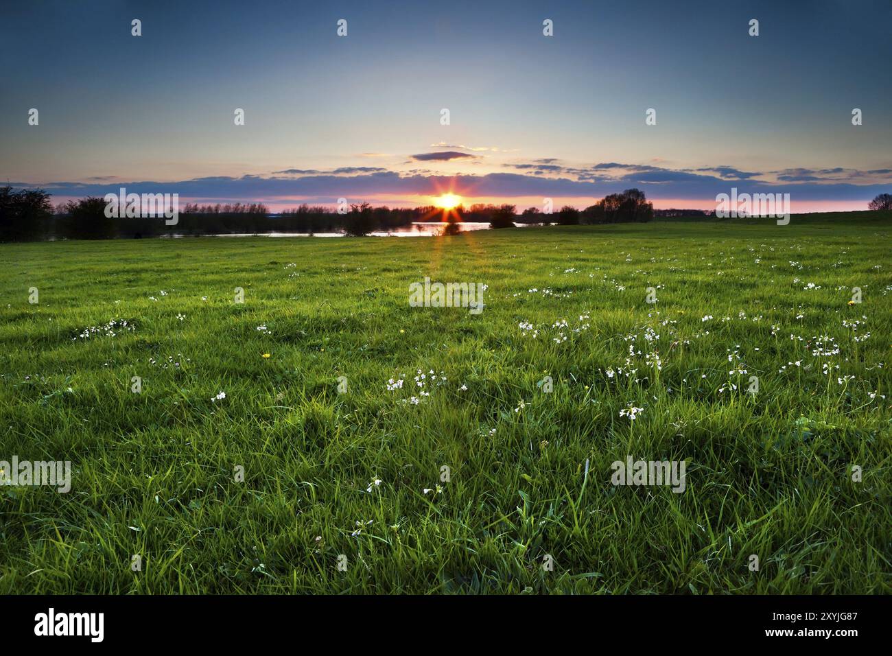 Sunset over meadow with spring wildflowers Stock Photo - Alamy