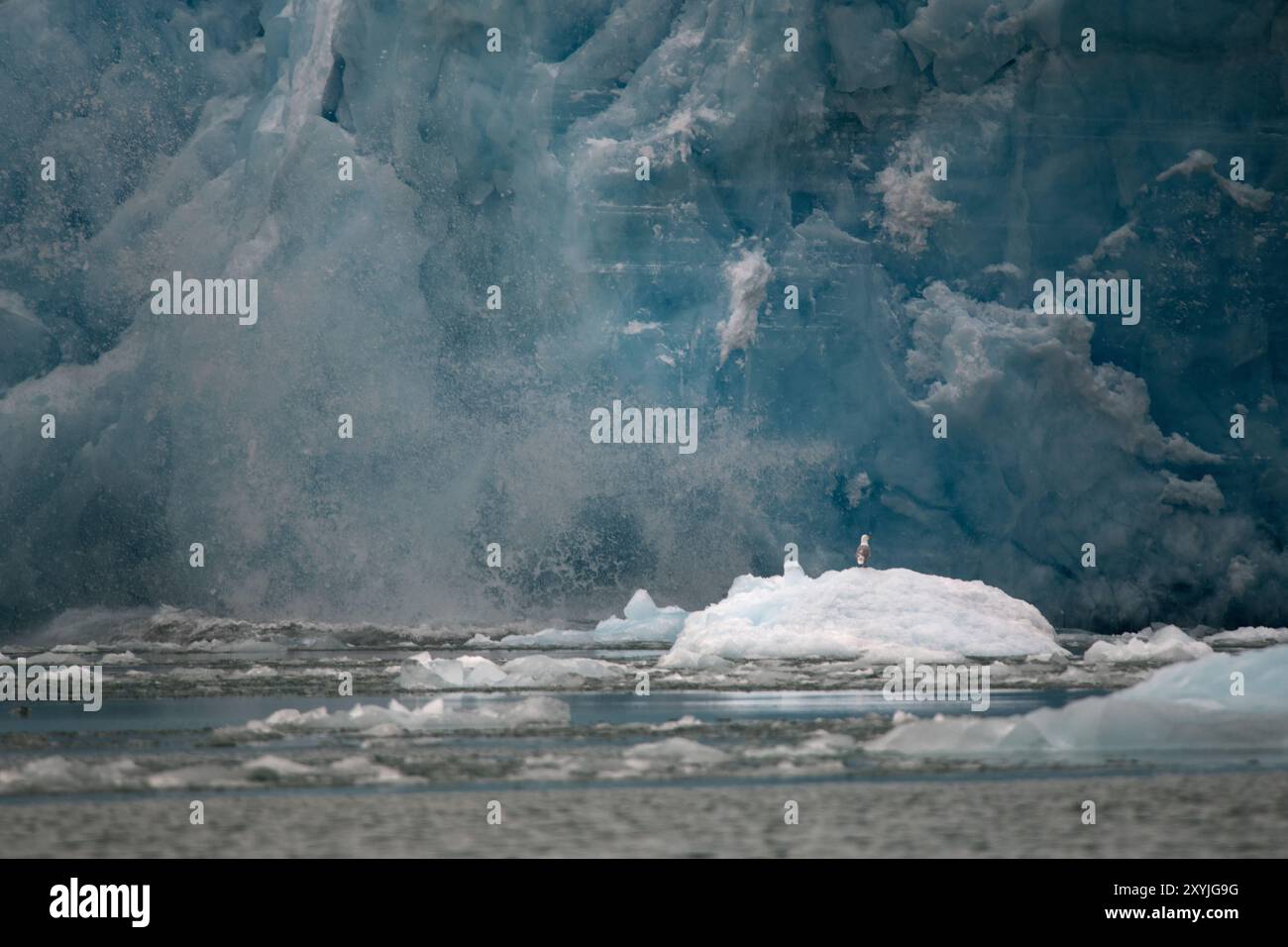 Calving - Iceberg formation on cracking of the glacier - Monacobreen ...