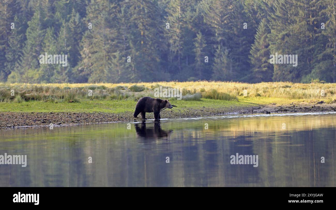 Grizzly bear in Knight Inlet in Canada Stock Photo - Alamy