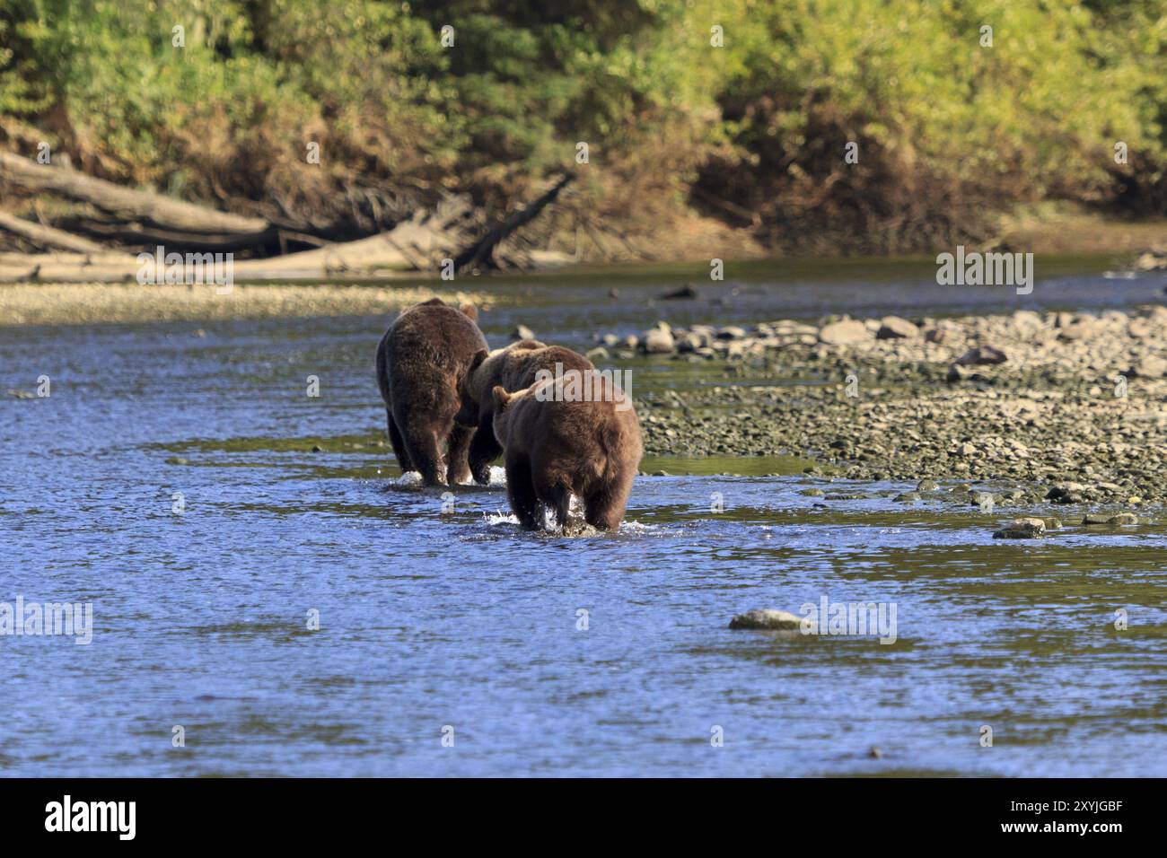 Grizzly bear in Knight Inlet in Canada Stock Photo - Alamy