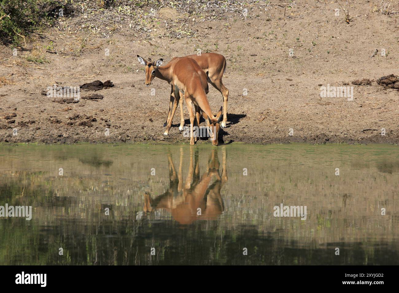 Impala drinking at the waterhole Stock Photo - Alamy