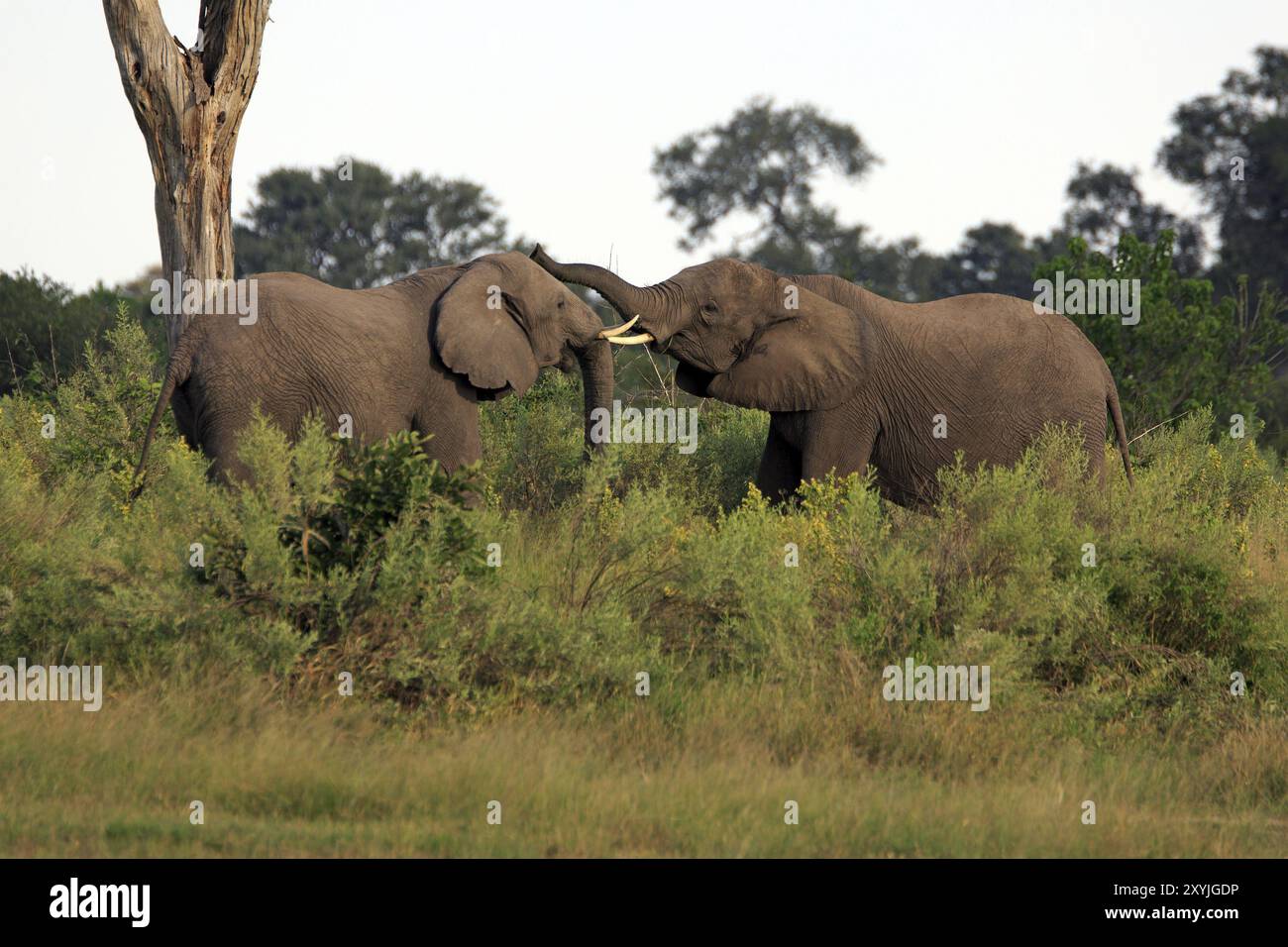 Fighting elephant bulls Stock Photo - Alamy