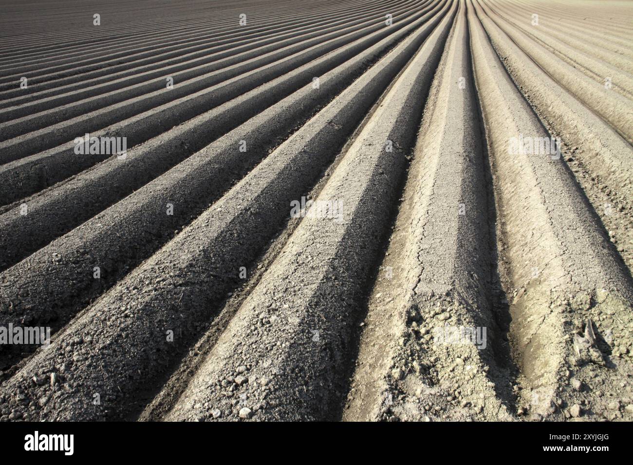 Furrows for carrot cultivation Stock Photo - Alamy