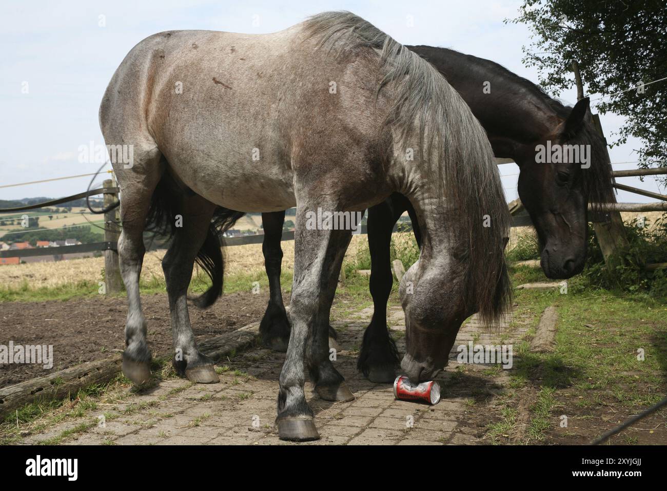 Arabian mix and Friesian Stock Photo - Alamy