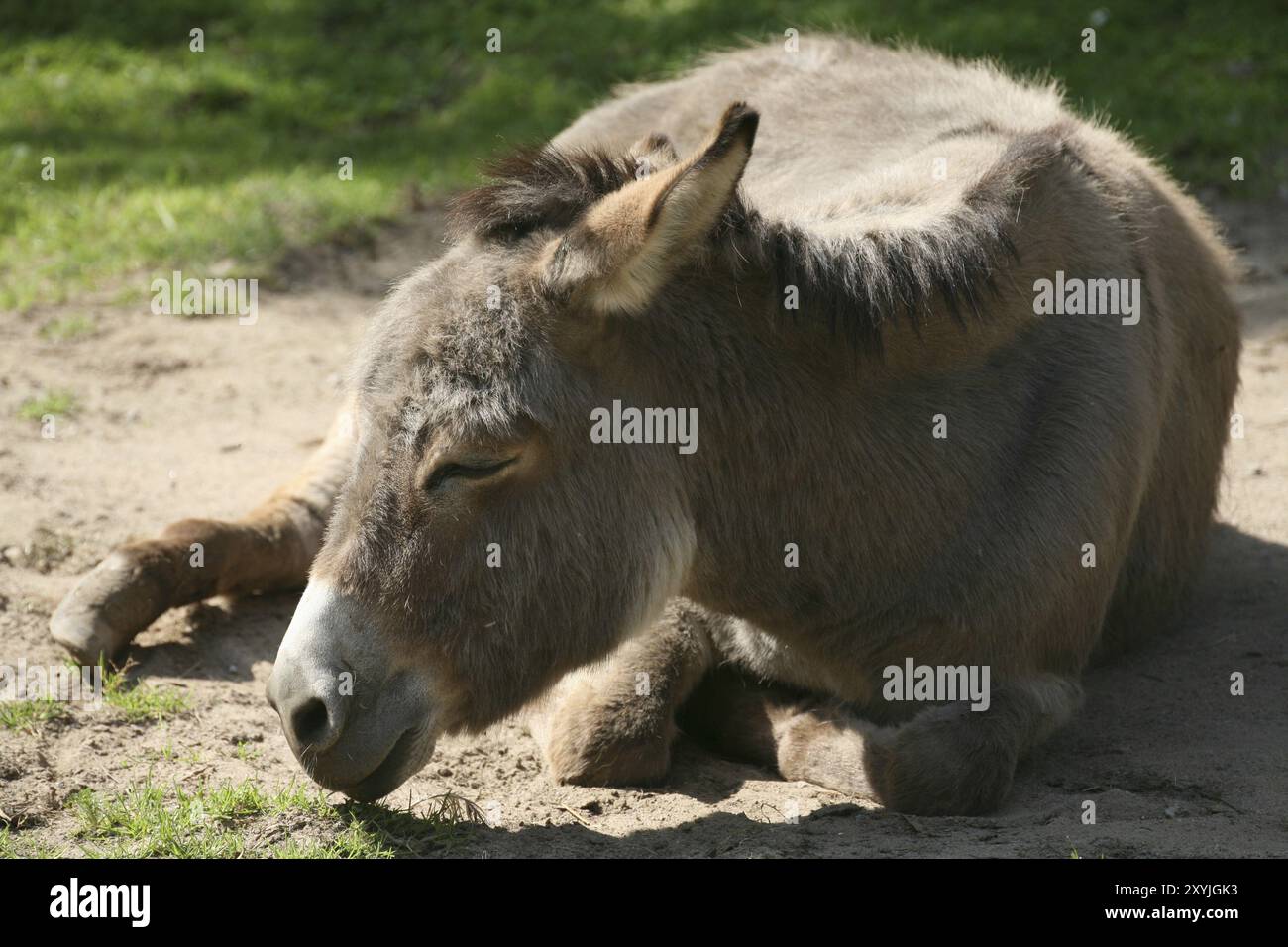 Equus asinus asinus Stock Photo - Alamy